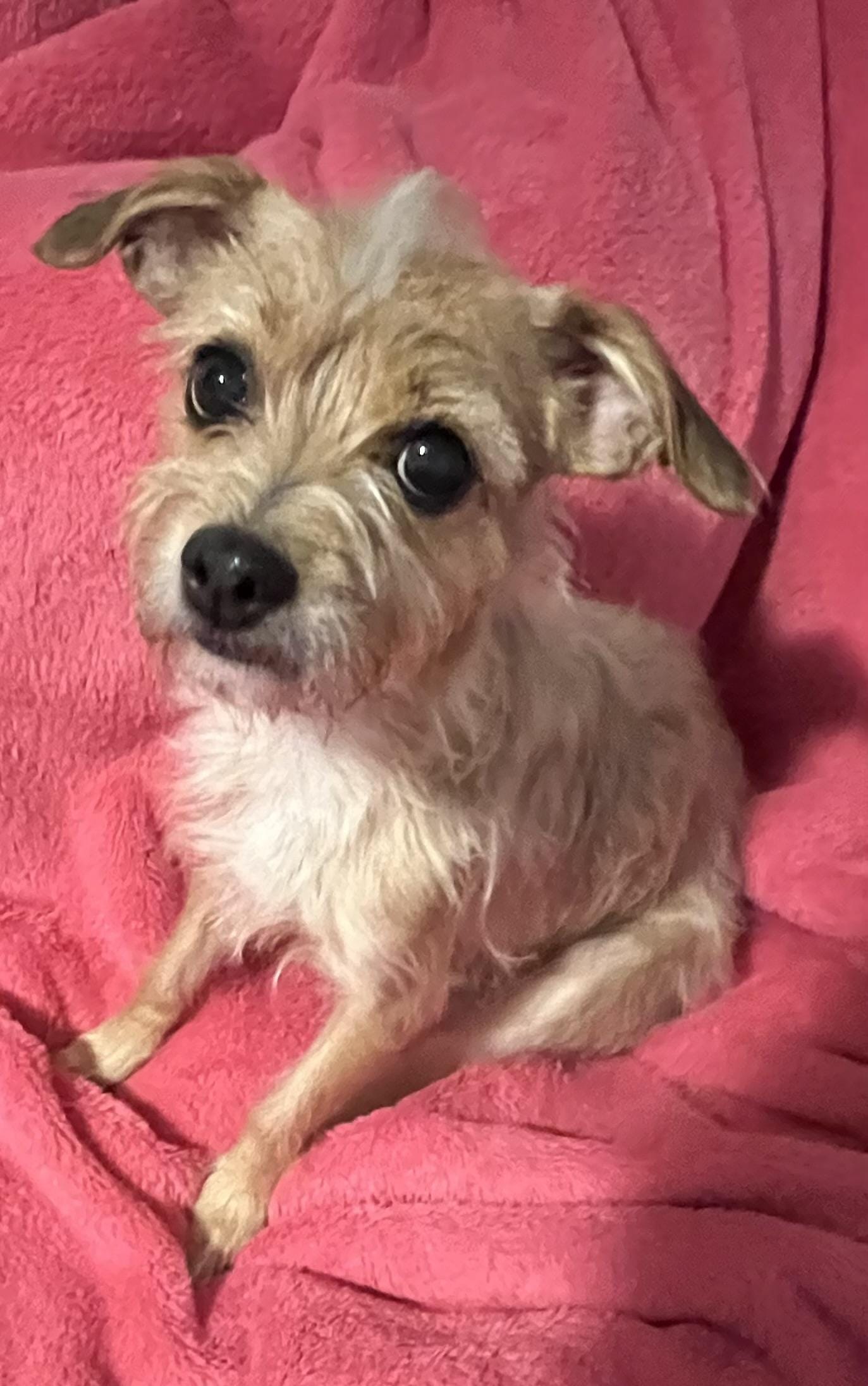 Adopt Sassy Today - Pets TheCountyOffice