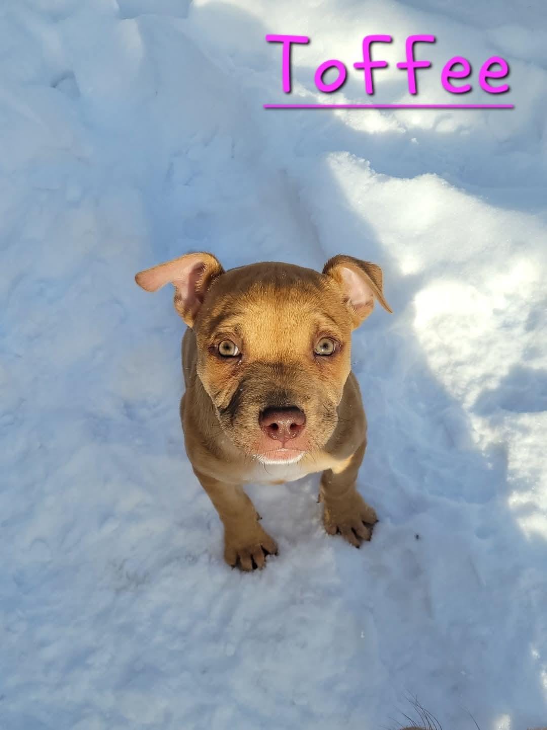 Adopt Toffee Today - Pets TheCountyOffice