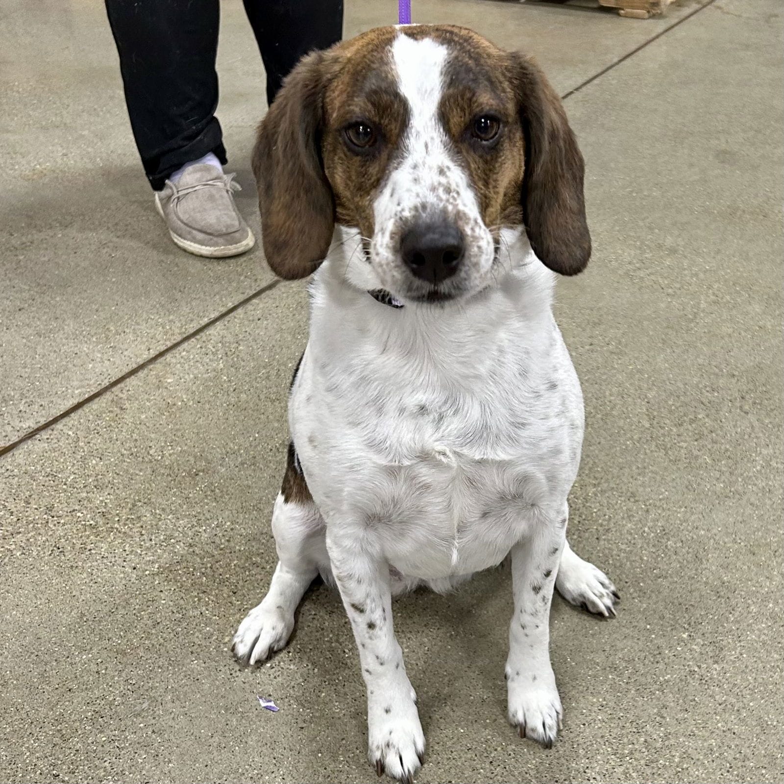 Adopt Winnie 2025 Today - Pets TheCountyOffice