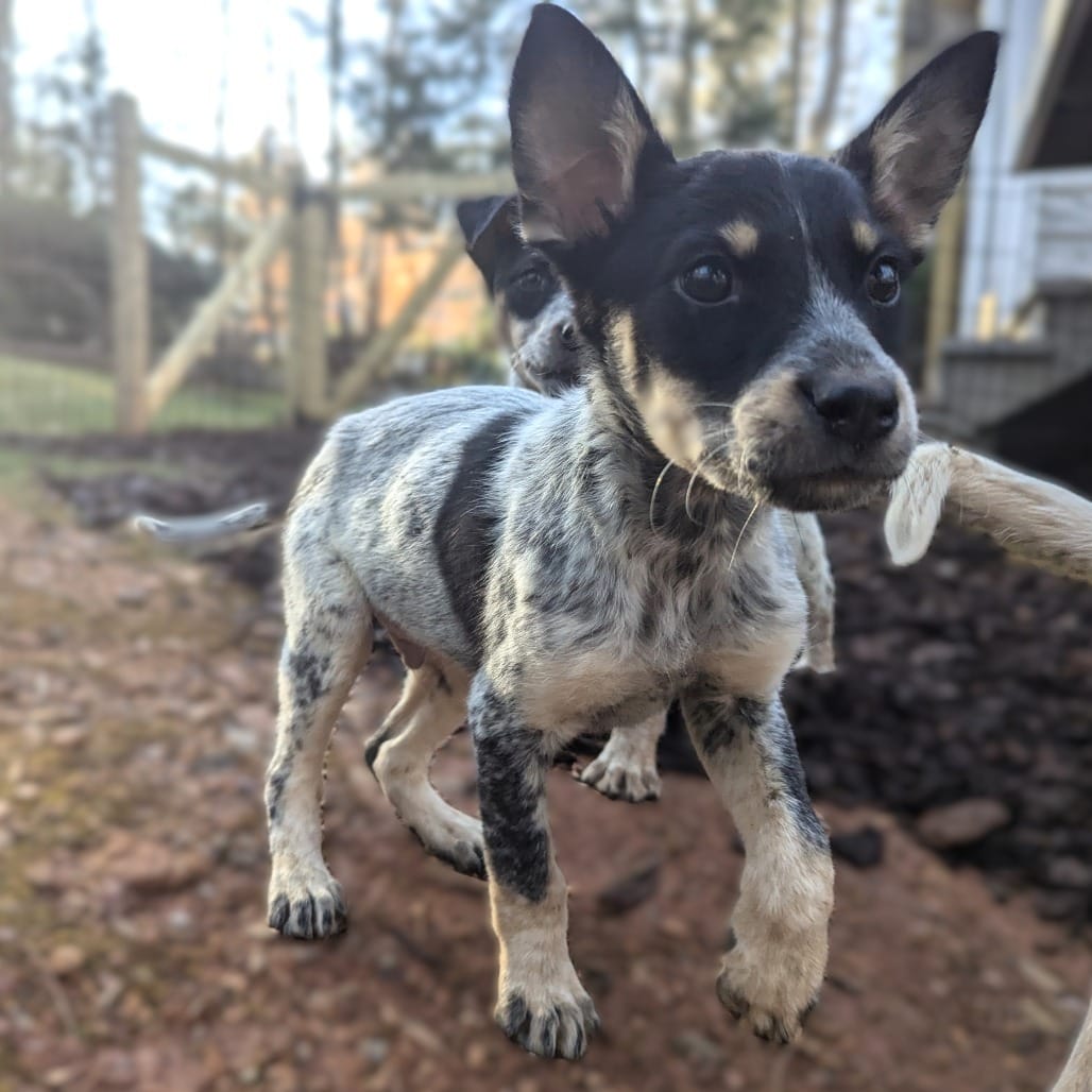 Adopt Trio Today - Find Paw Pal