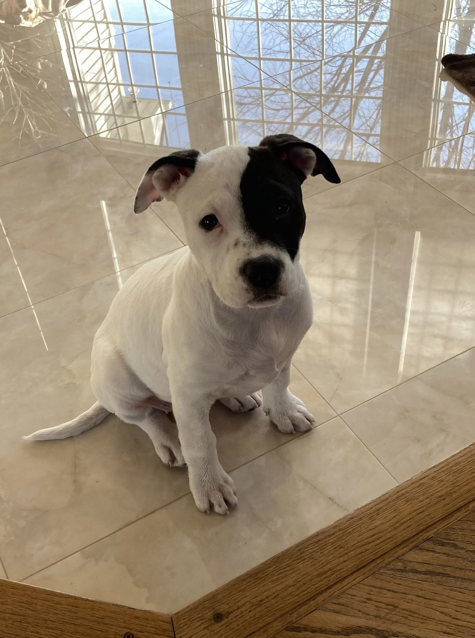 Adopt Wendy Today - Find Paw Pal