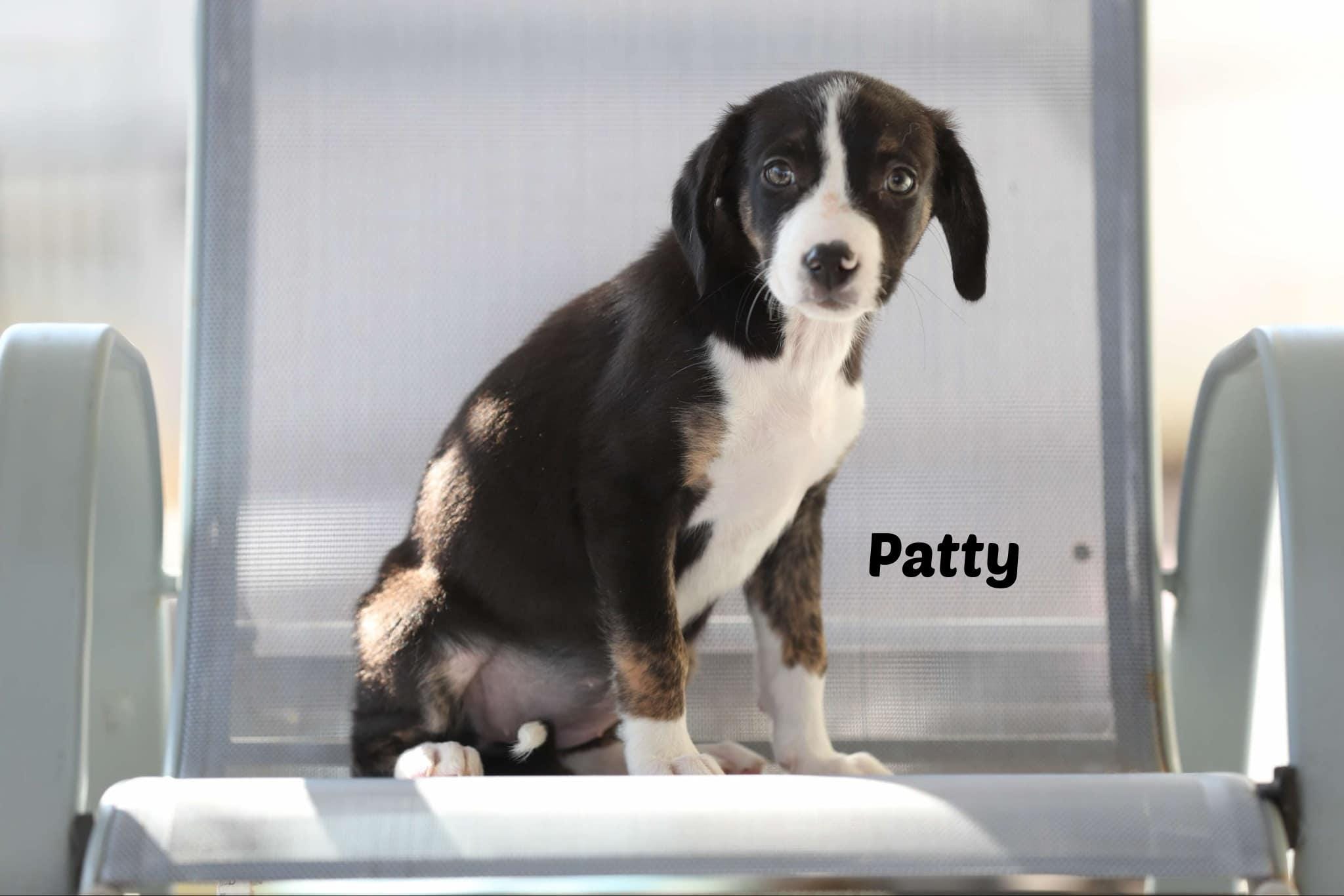 Adopt Peppermint Patty Today - Find Paw Pal