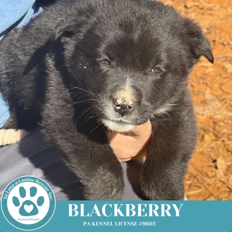 Adopt Blackberry (Berry Nice Nuggets) 022225 Today - Find Paw Pal
