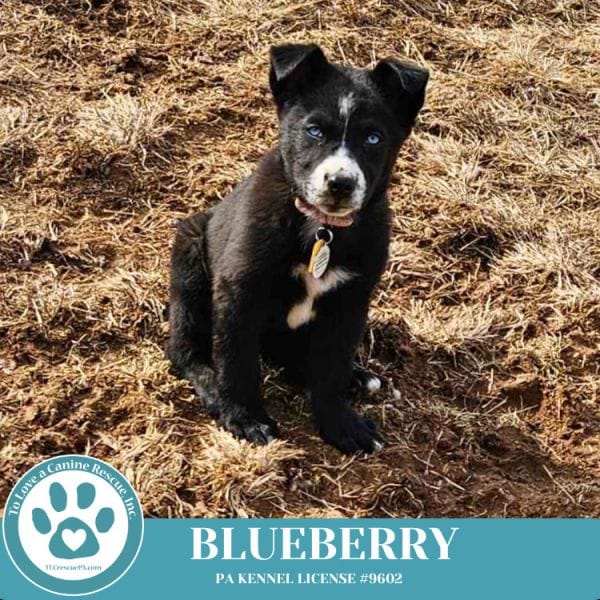 Adopt Blueberry (Berry Nice Nuggets) 022225 Today - Find Paw Pal