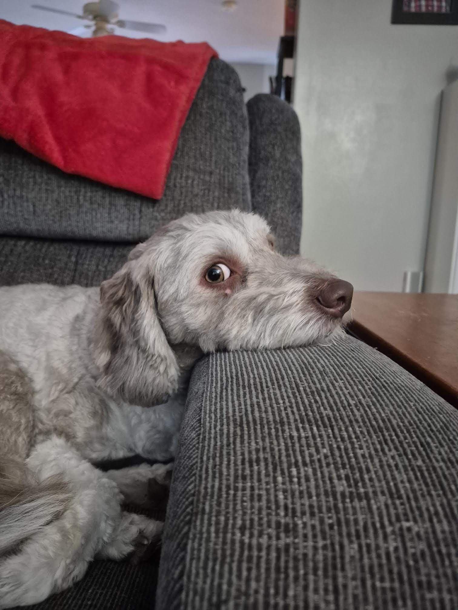 Adopt Hopper and Bear - Courtesy Today - Find Paw Pal