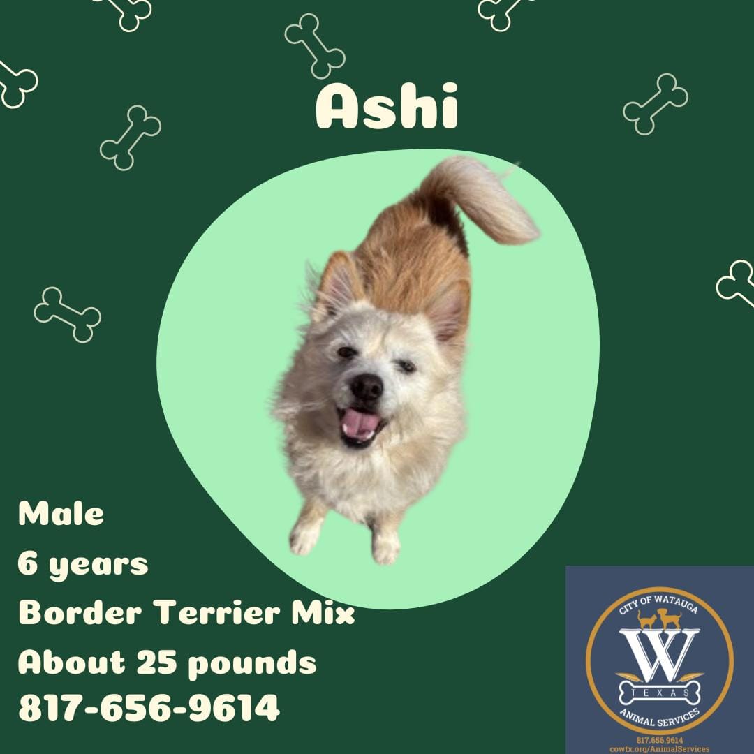 Adopt Ashi Today - Pets TheCountyOffice