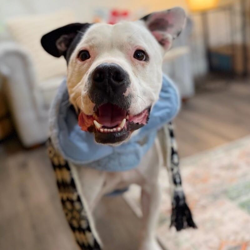 Adopt Tate Ark Family Dog Today - Pets TheCountyOffice