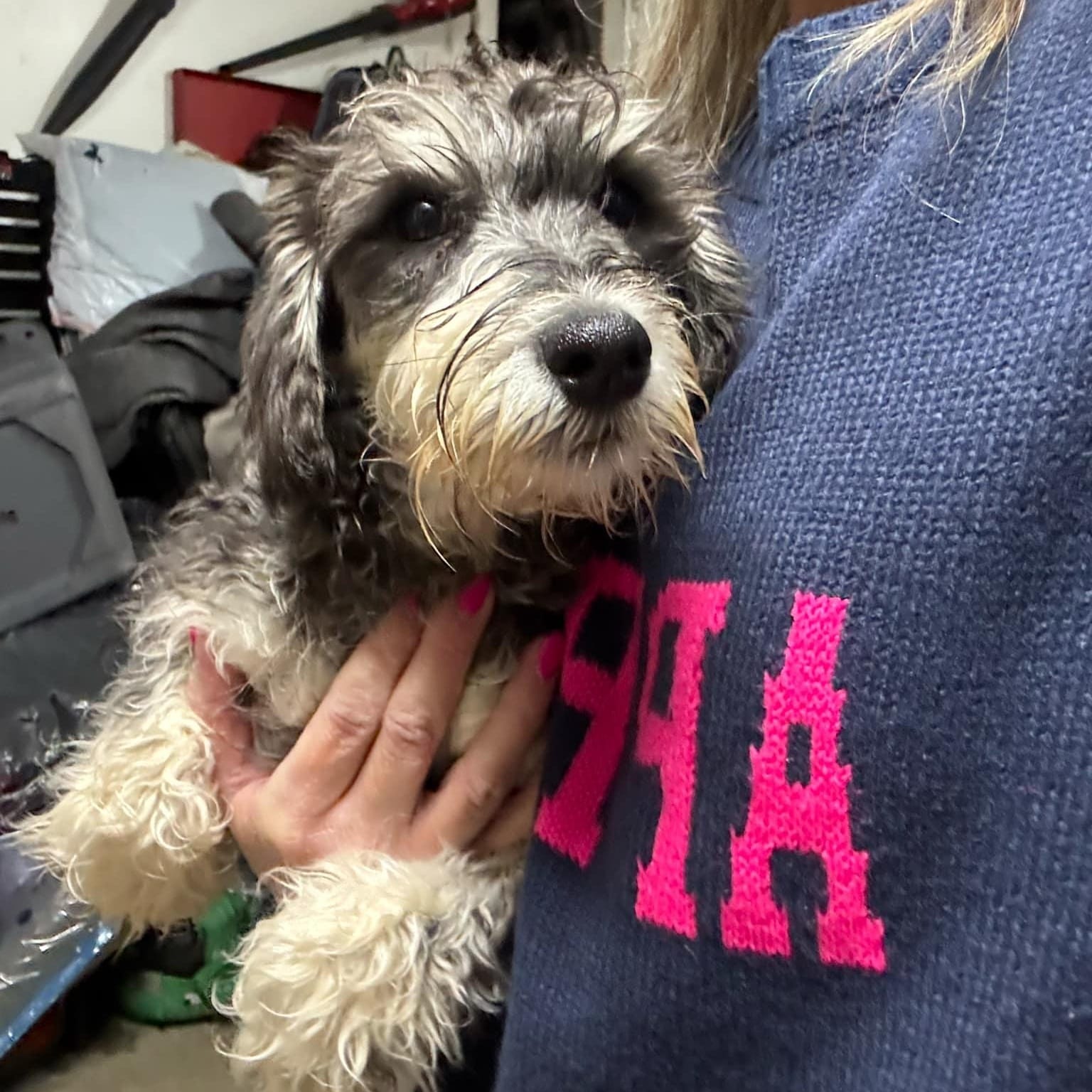 Adopt Knox Today - Pets TheCountyOffice