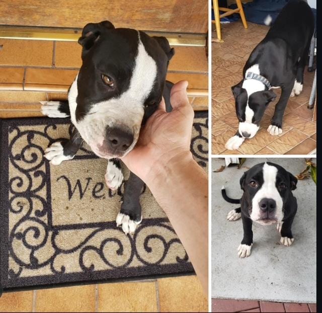 Adopt Oreo Today - Pets TheCountyOffice
