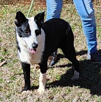 Adopt Wishbone Today - Pets TheCountyOffice