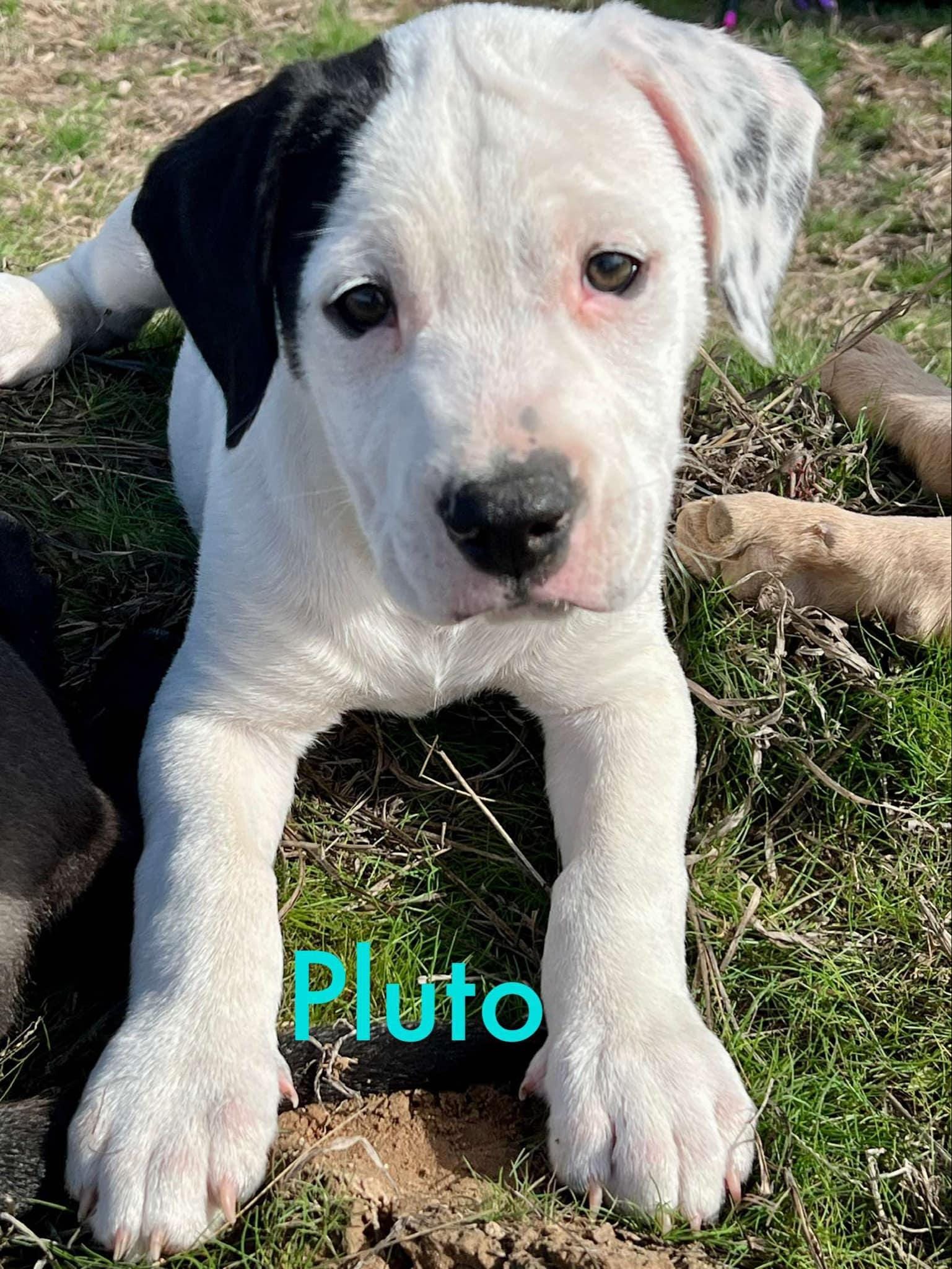Adopt Pluto Today - Find Paw Pal