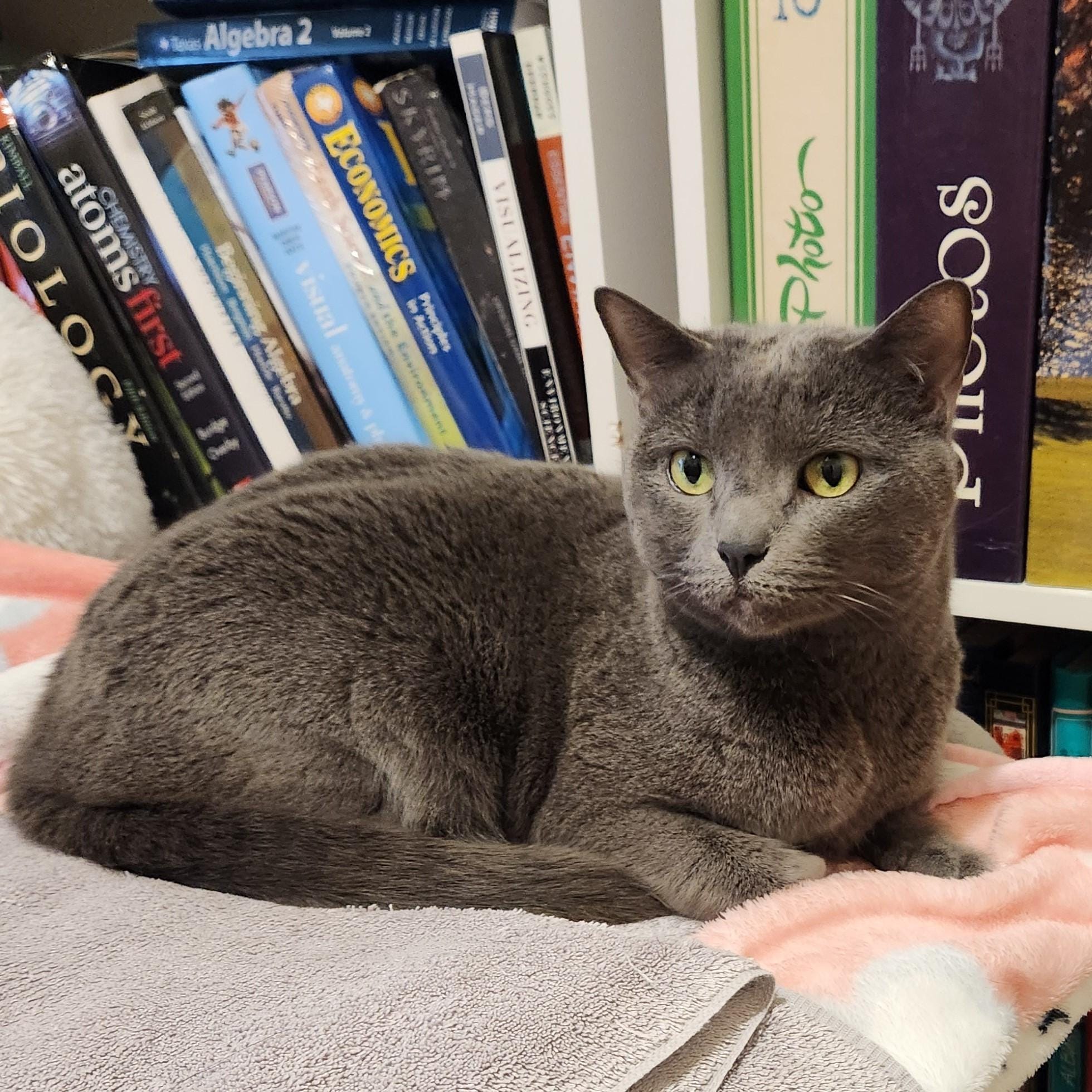 Adopt Granny Abby Today - Find Paw Pal