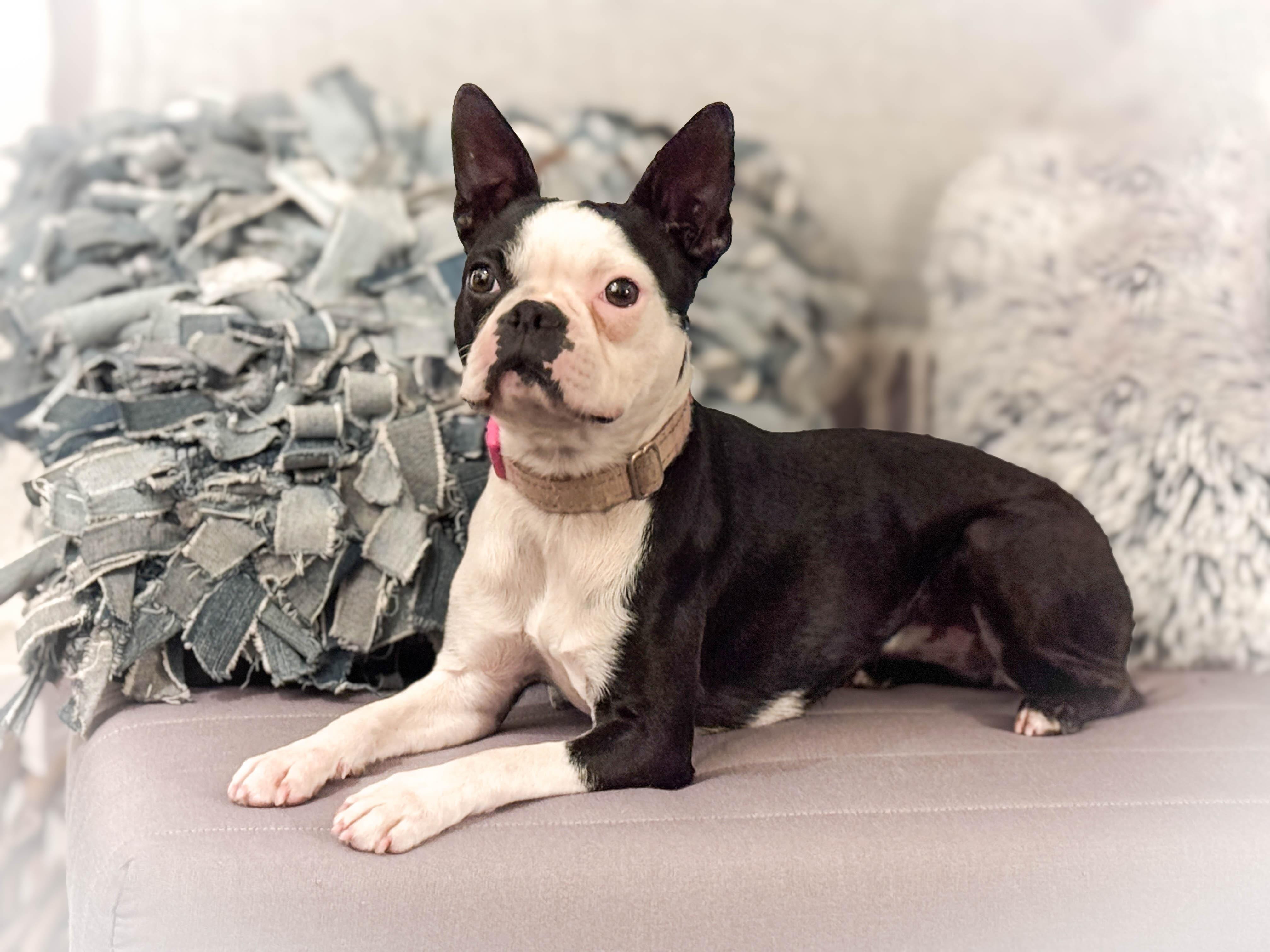 Adopt Oreo Today - Pets TheCountyOffice