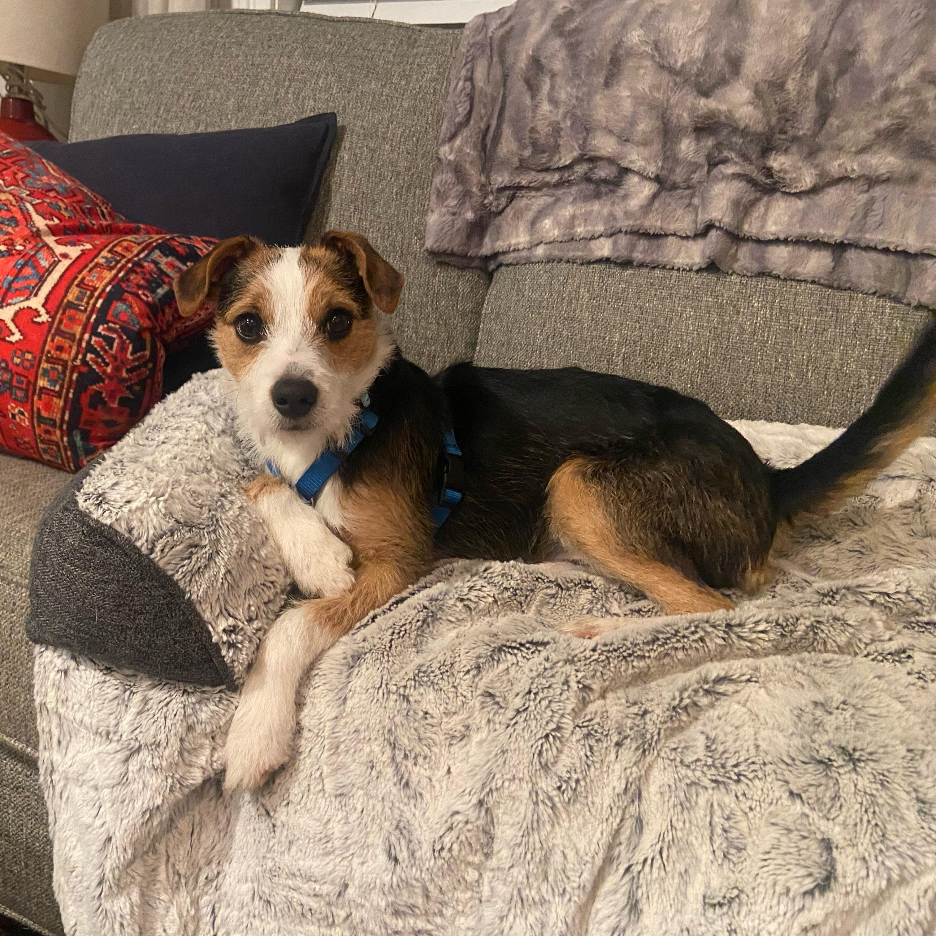 Adopt Squid Today - Pets TheCountyOffice