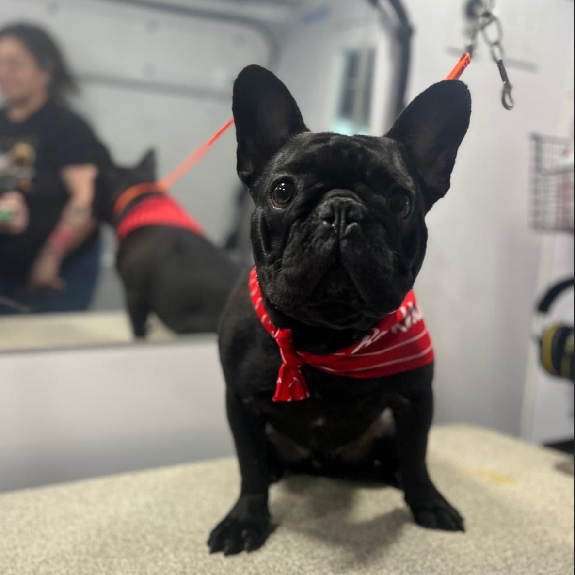 Adopt Oddie Today - Find Paw Pal