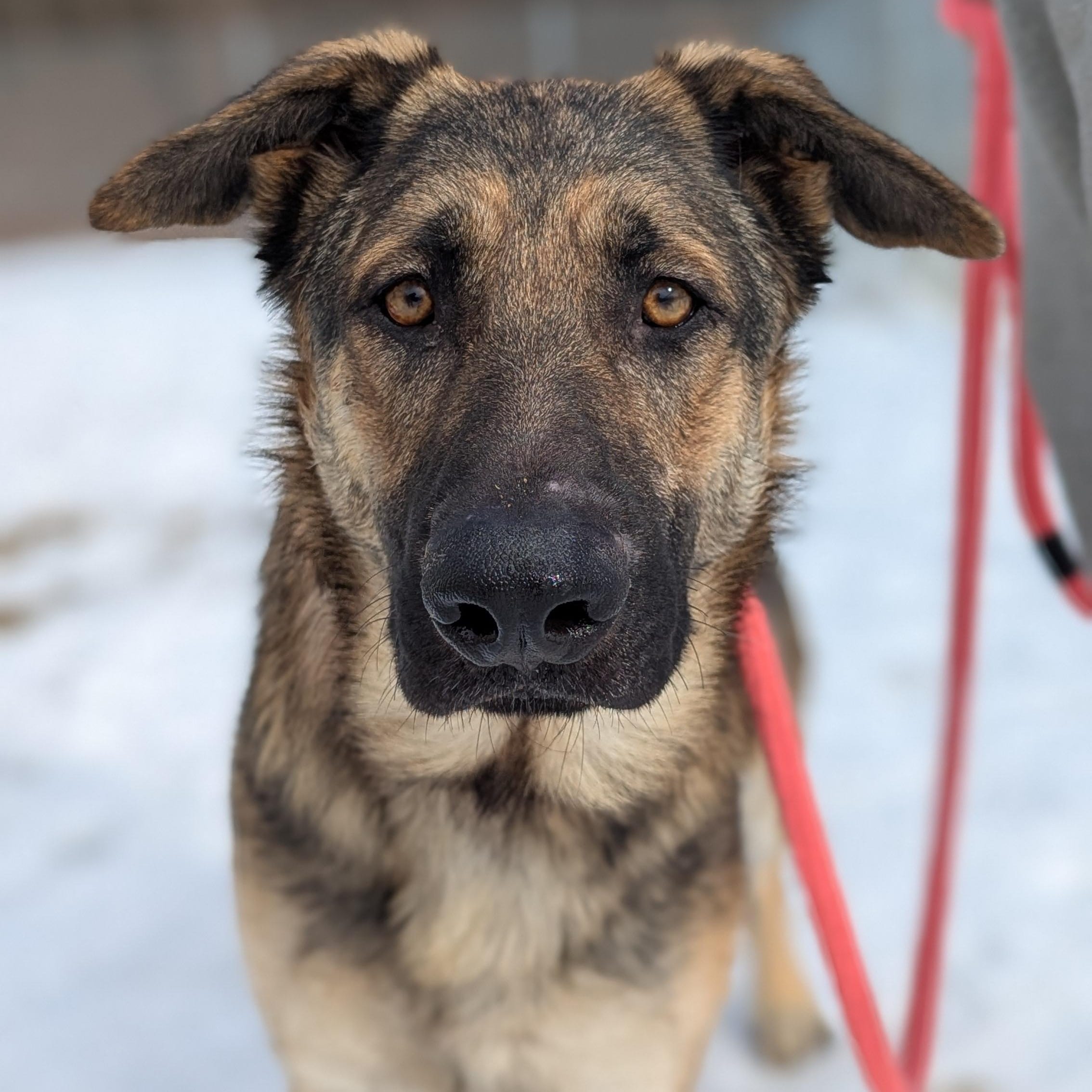 Adopt Boomer Today - Find Paw Pal