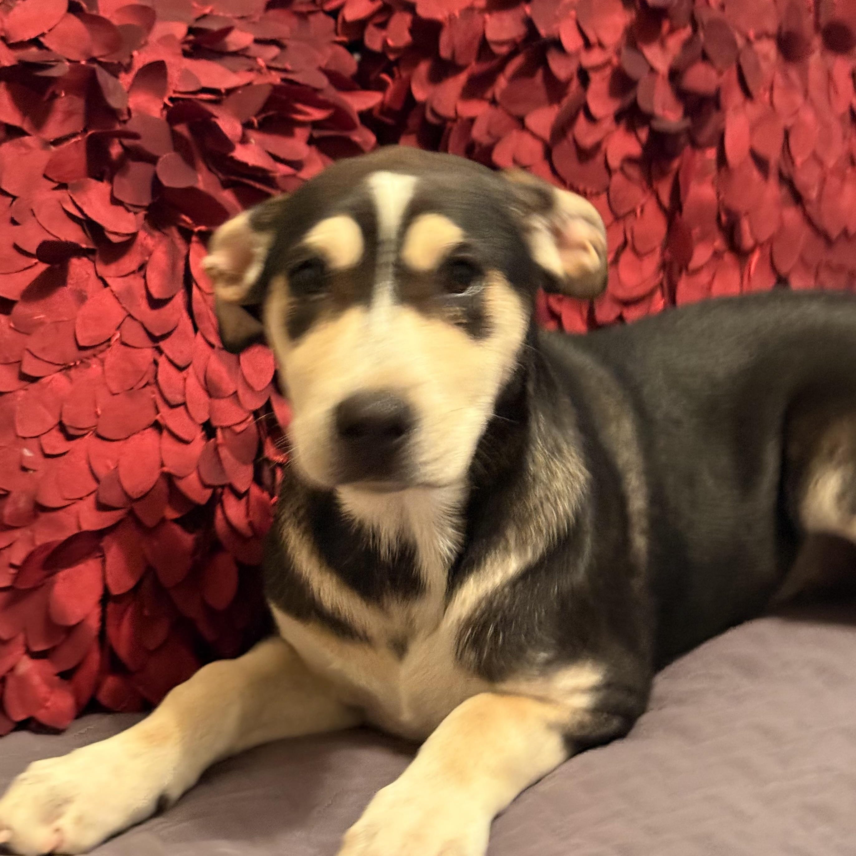 Adopt Mona Lisa Today - Find Paw Pal