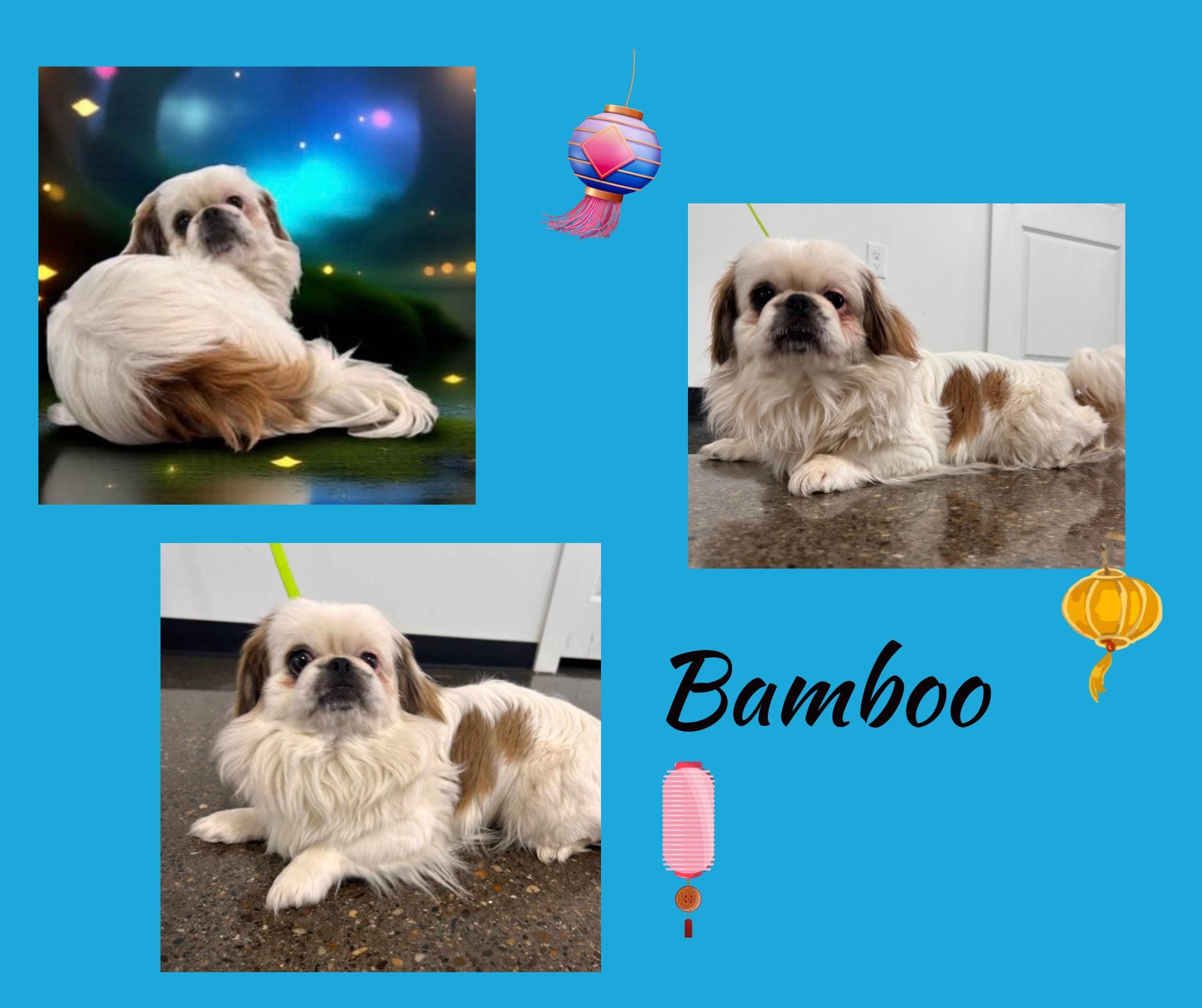 Adopt Bamboo Today - Find Paw Pal