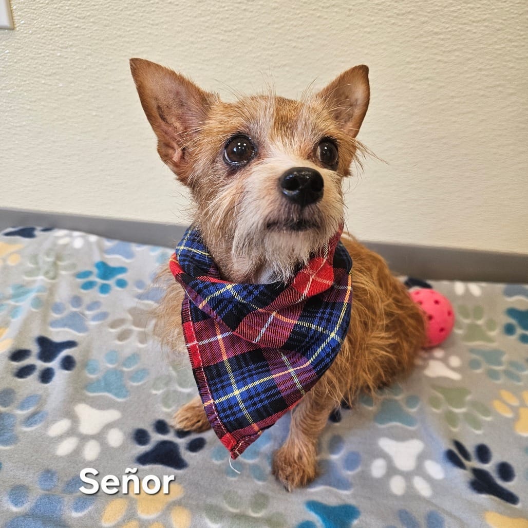 Adopt Tiny Girl SCP Today - Find Paw Pal