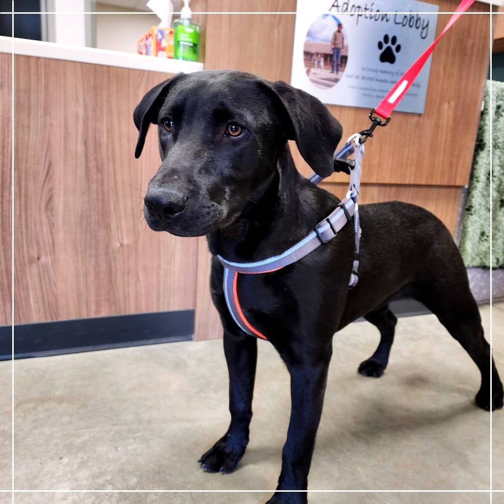Adopt Willy Today - Find Paw Pal