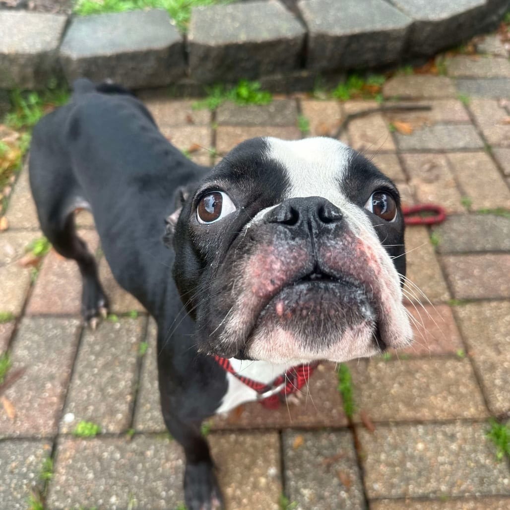 Adopt Barbara Jean Today - Find Paw Pal