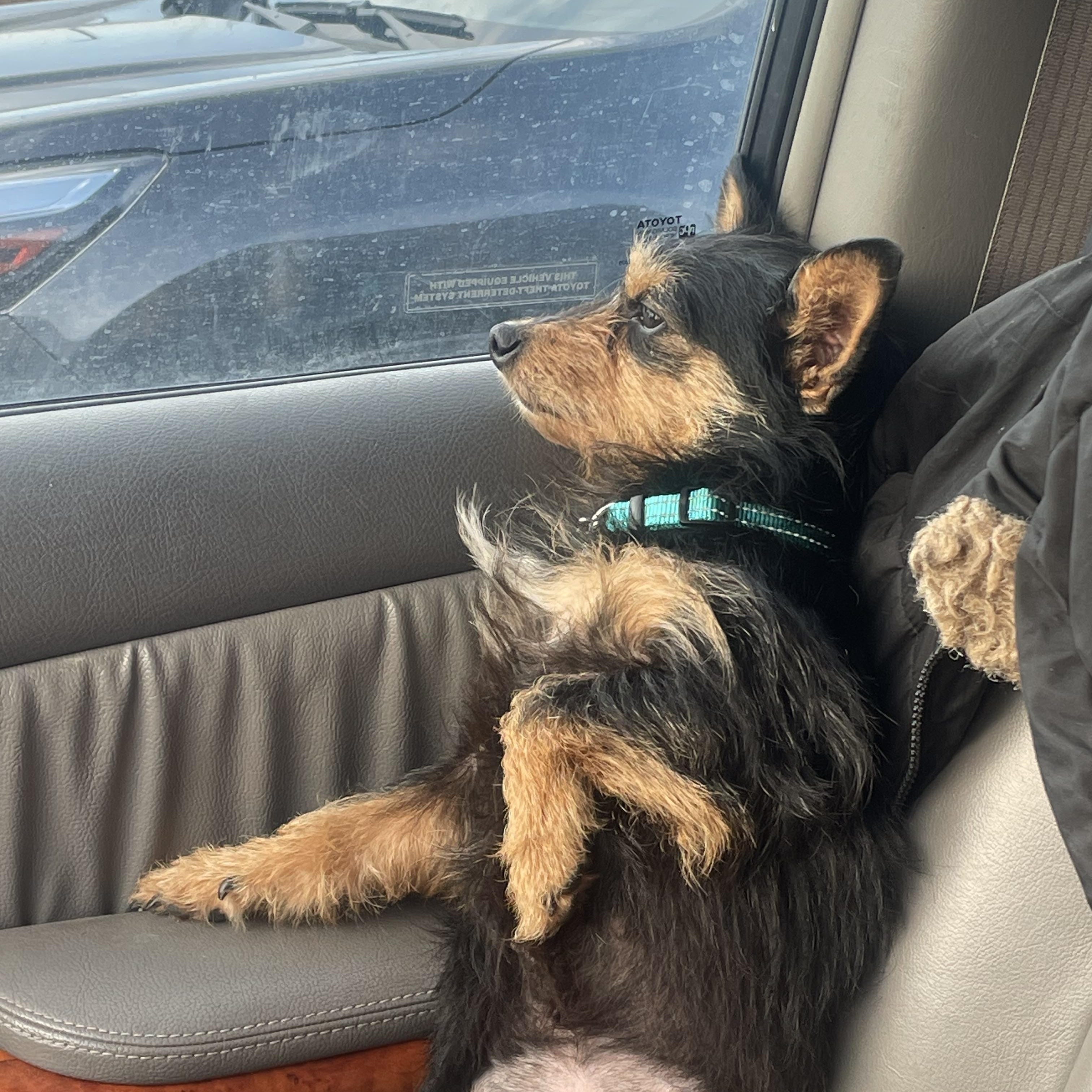 Adopt Hazel Today - Pets TheCountyOffice