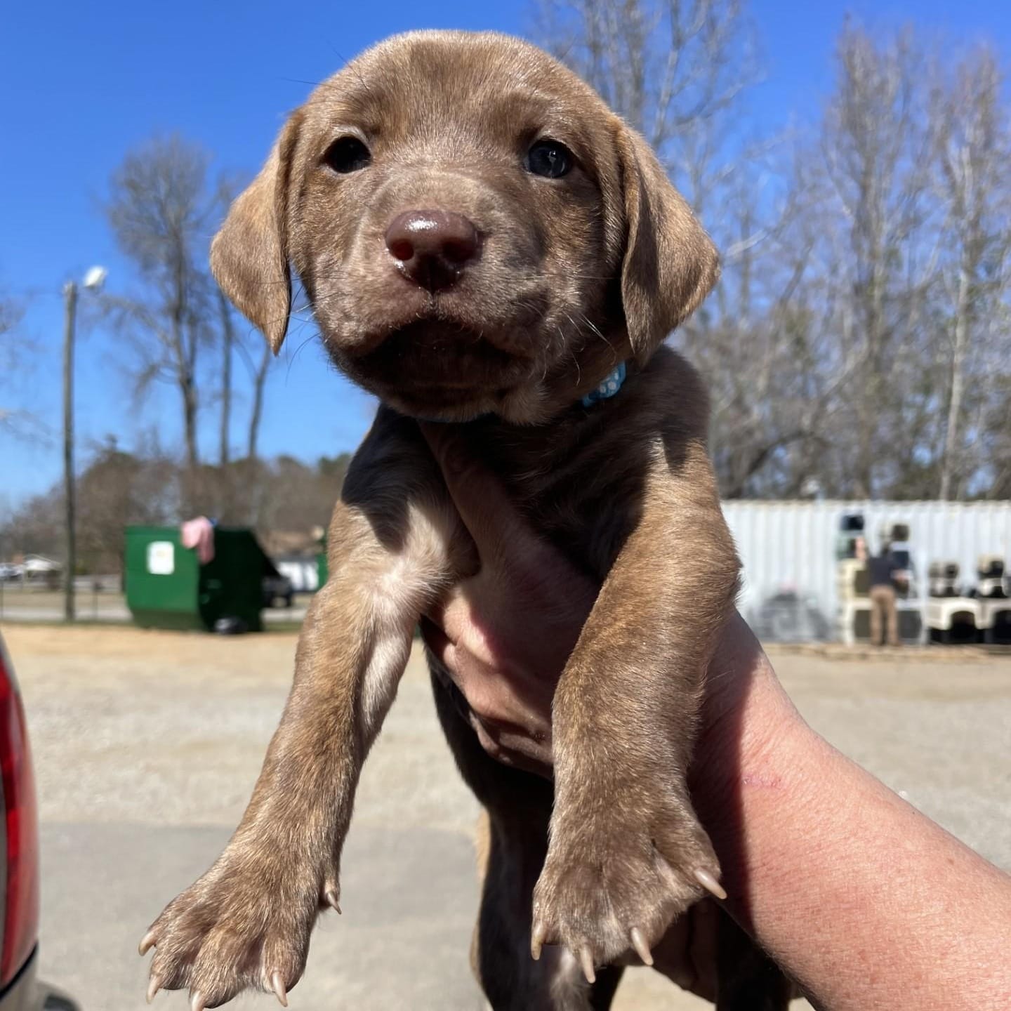 Adopt Bronco Today - Pets TheCountyOffice