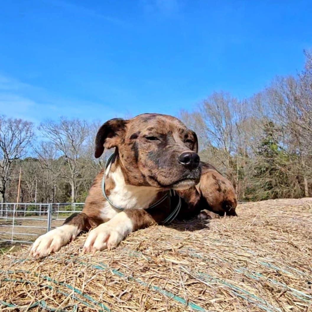 Adopt Steve Today - Pets TheCountyOffice