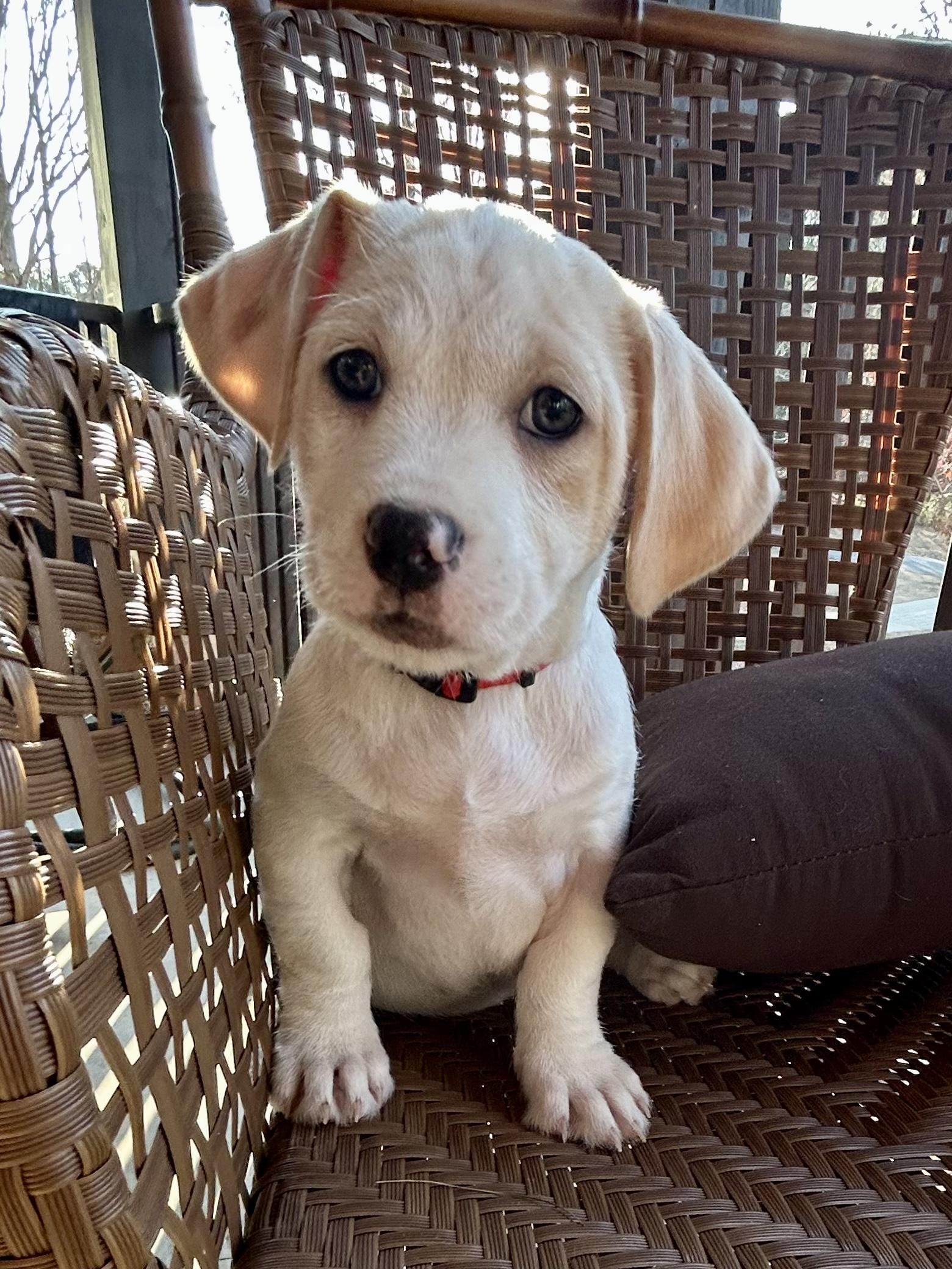 Adopt KOVU Today - Pets TheCountyOffice