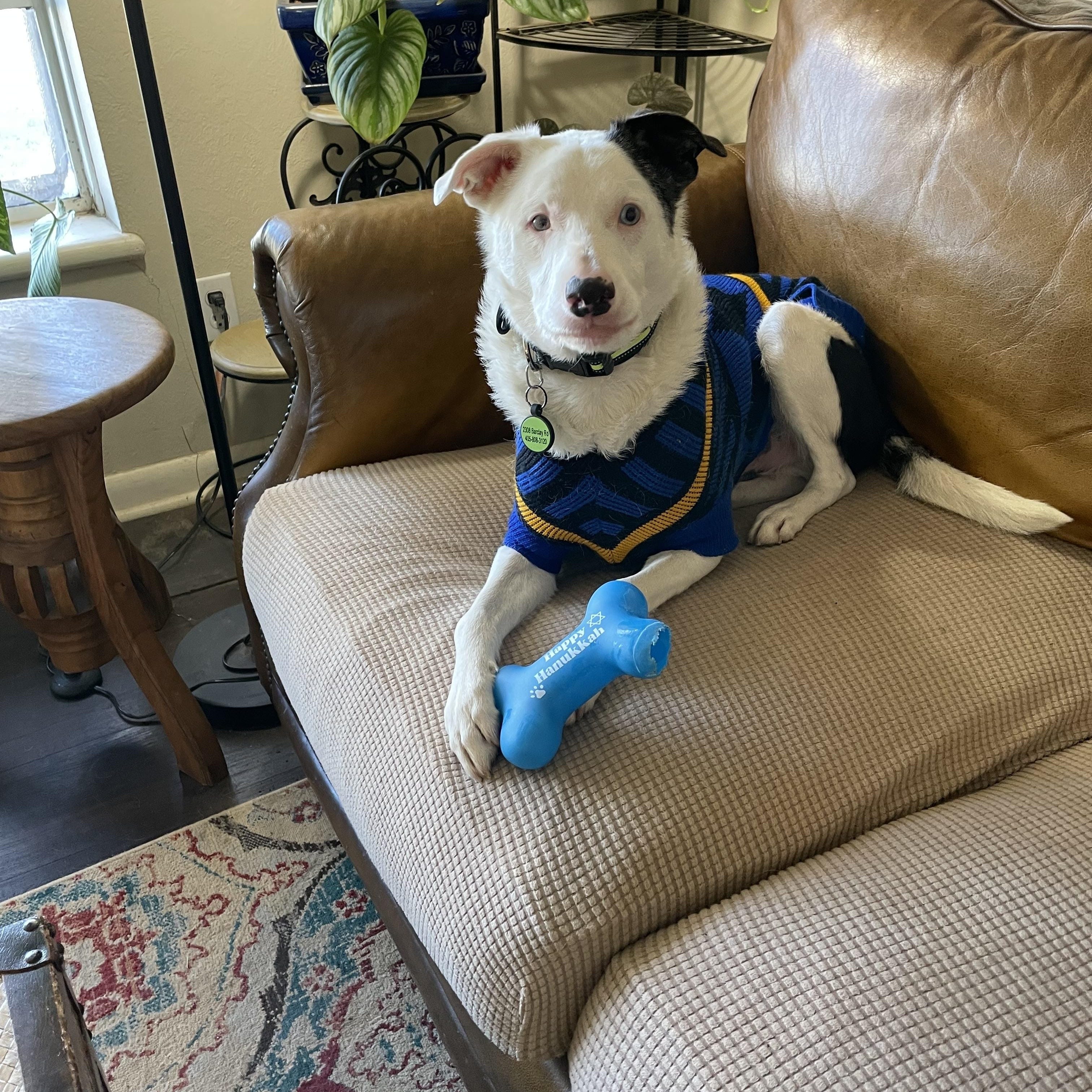 Adopt Frank Sinatra Today - Find Paw Pal