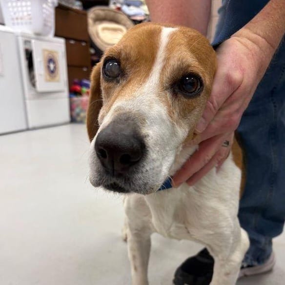 Adopt Fred Today - Pets TheCountyOffice