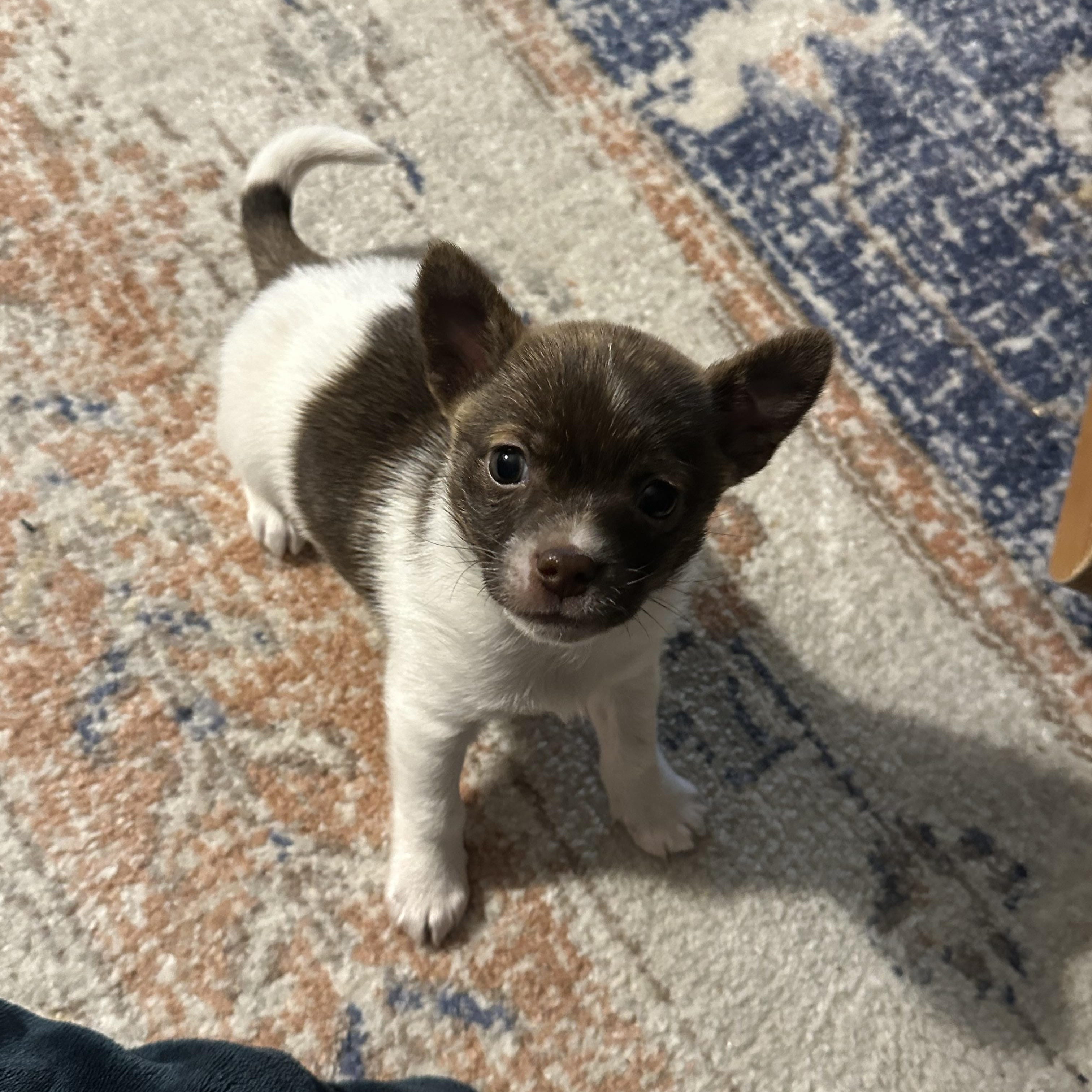 Adopt Teddy bear Today - Pets TheCountyOffice