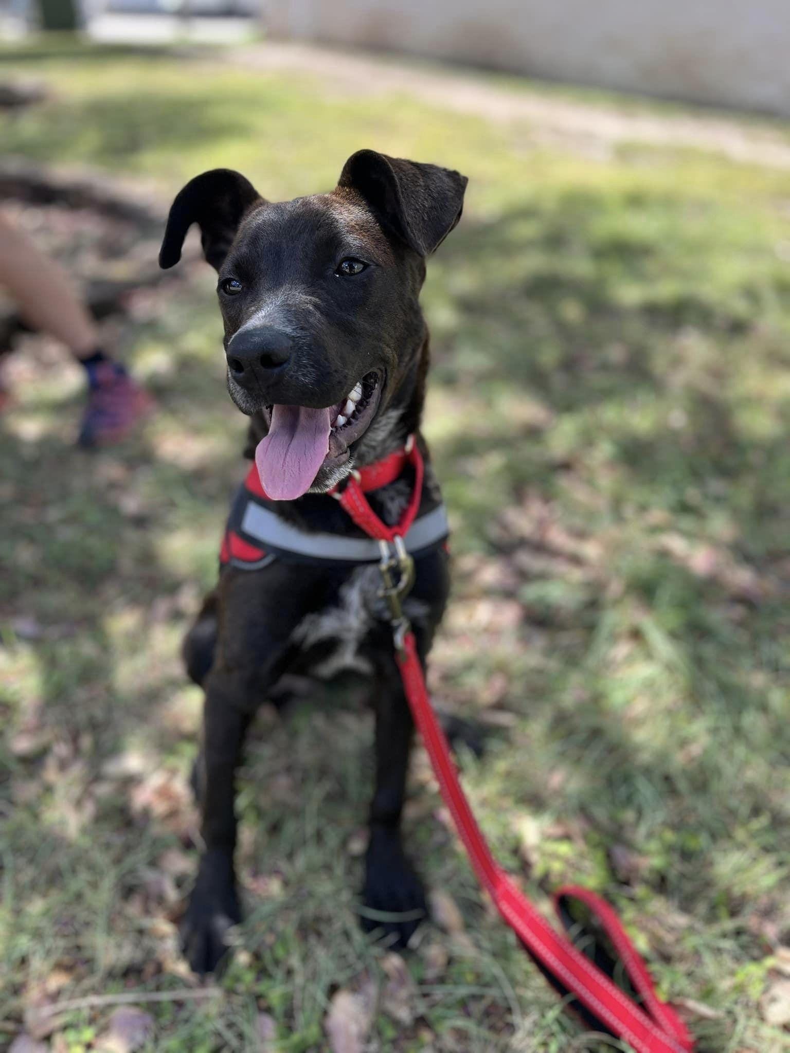 Adopt Kody Today - Pets TheCountyOffice