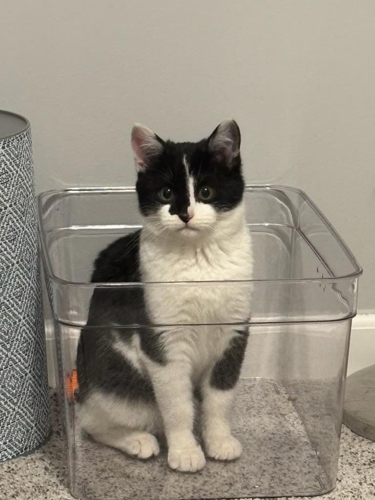 Adopt Ellie Today - Pets TheCountyOffice