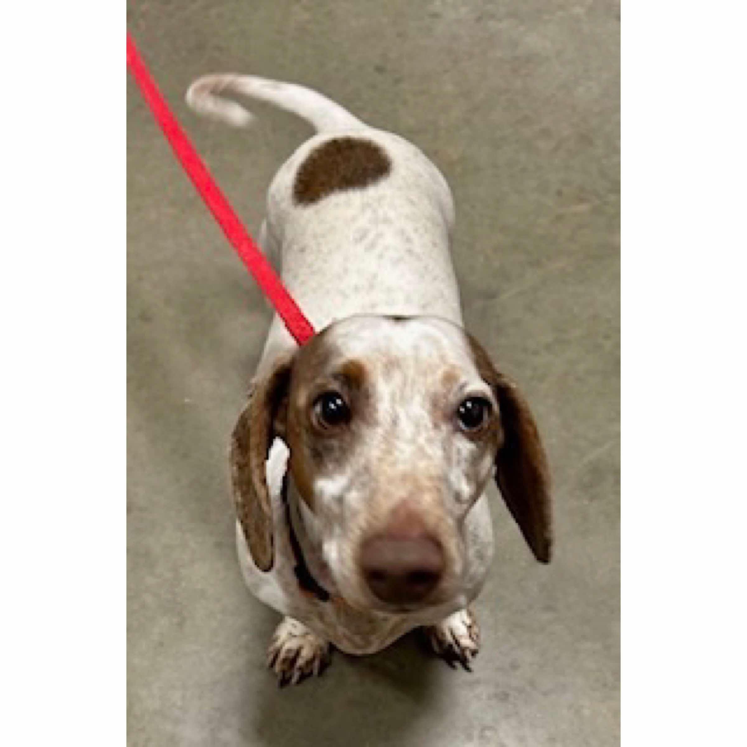 Adopt Dash Today - Find Paw Pal