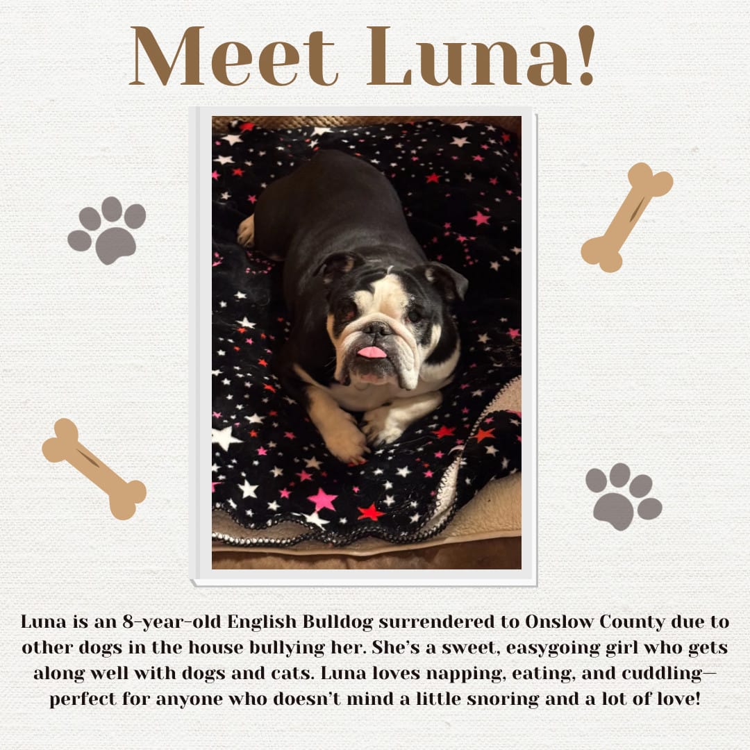 Adopt Luna Today - Pets TheCountyOffice