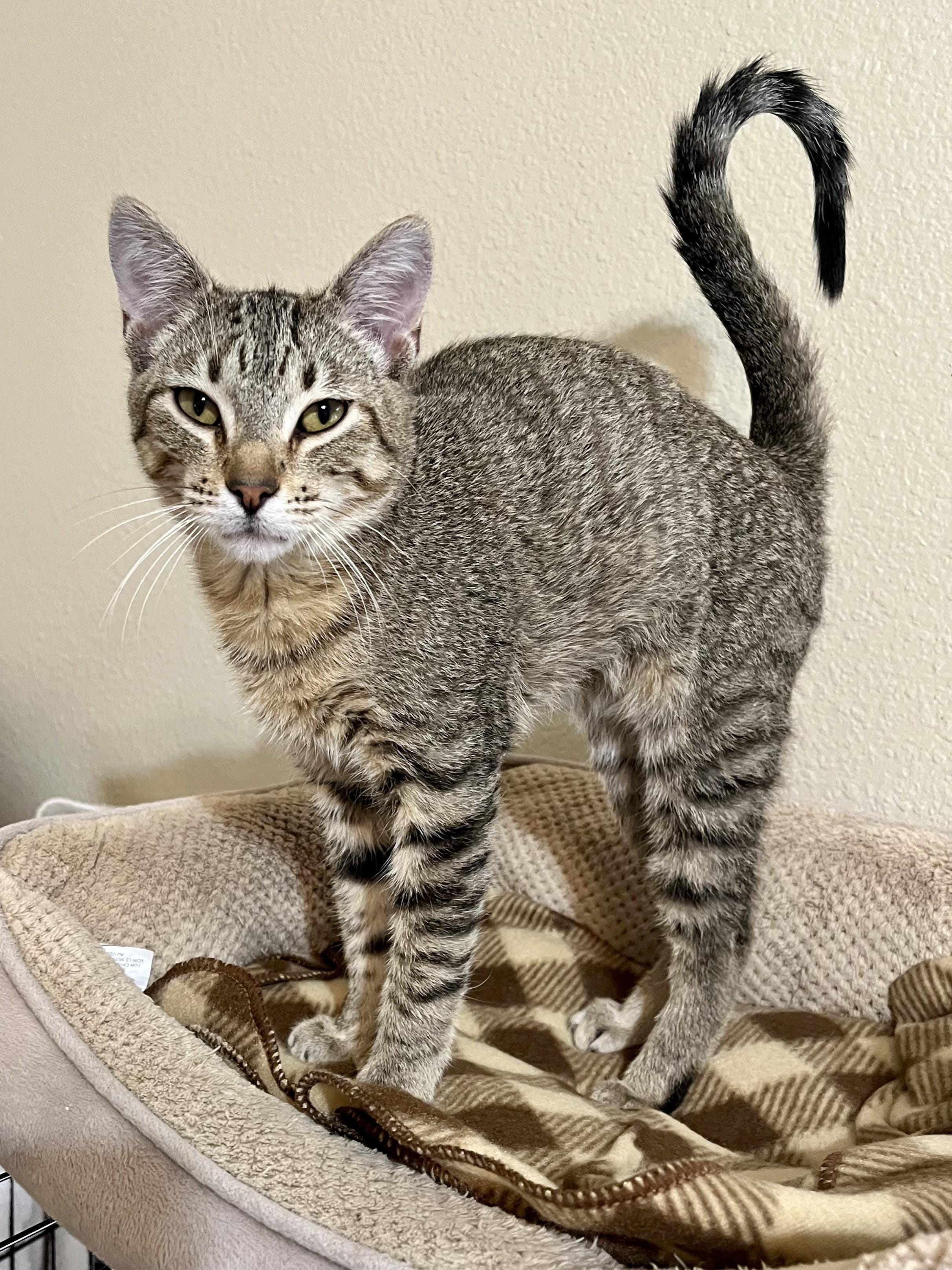 Adopt Buzz CR Today - Find Paw Pal