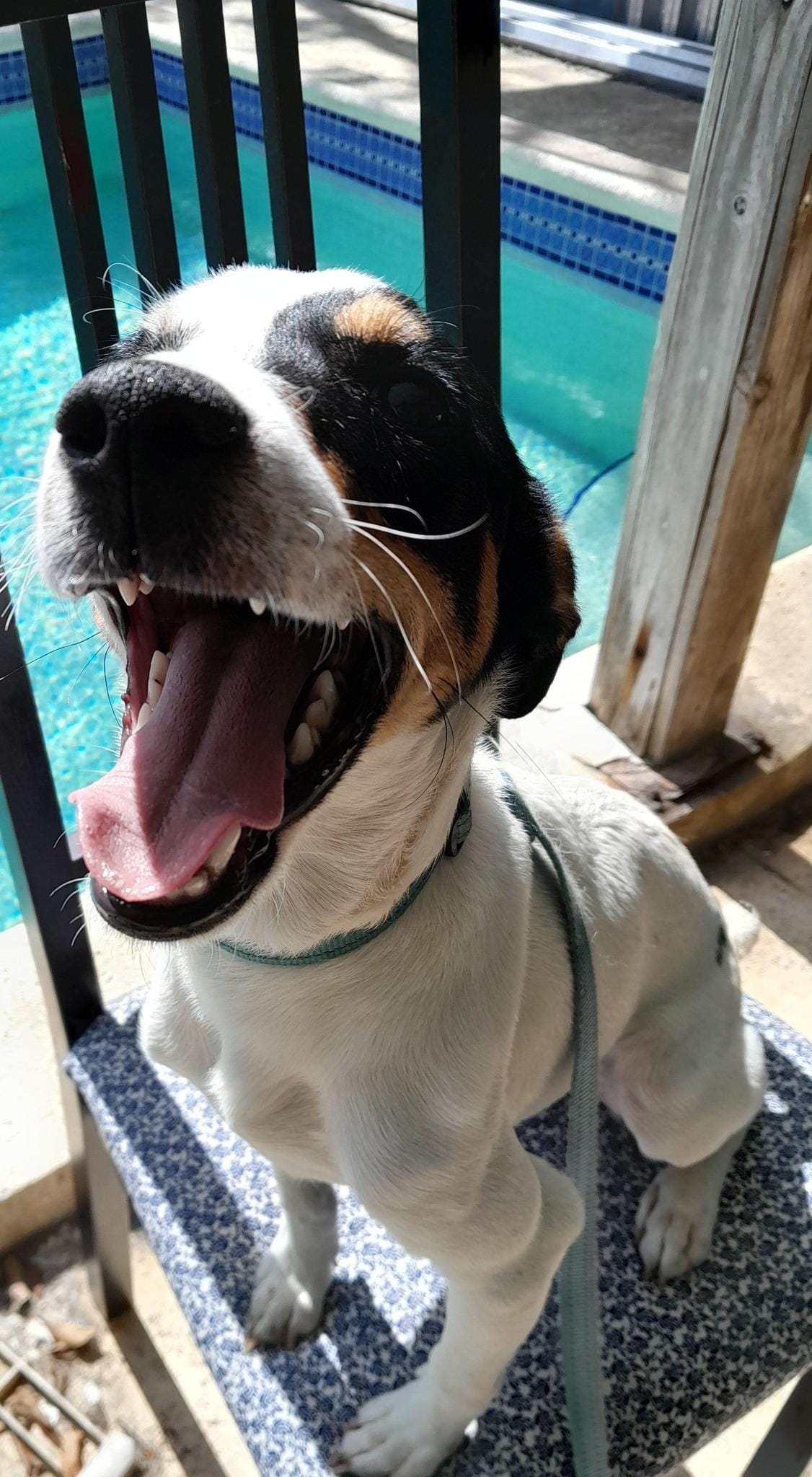 Adopt Max Today - Pets TheCountyOffice