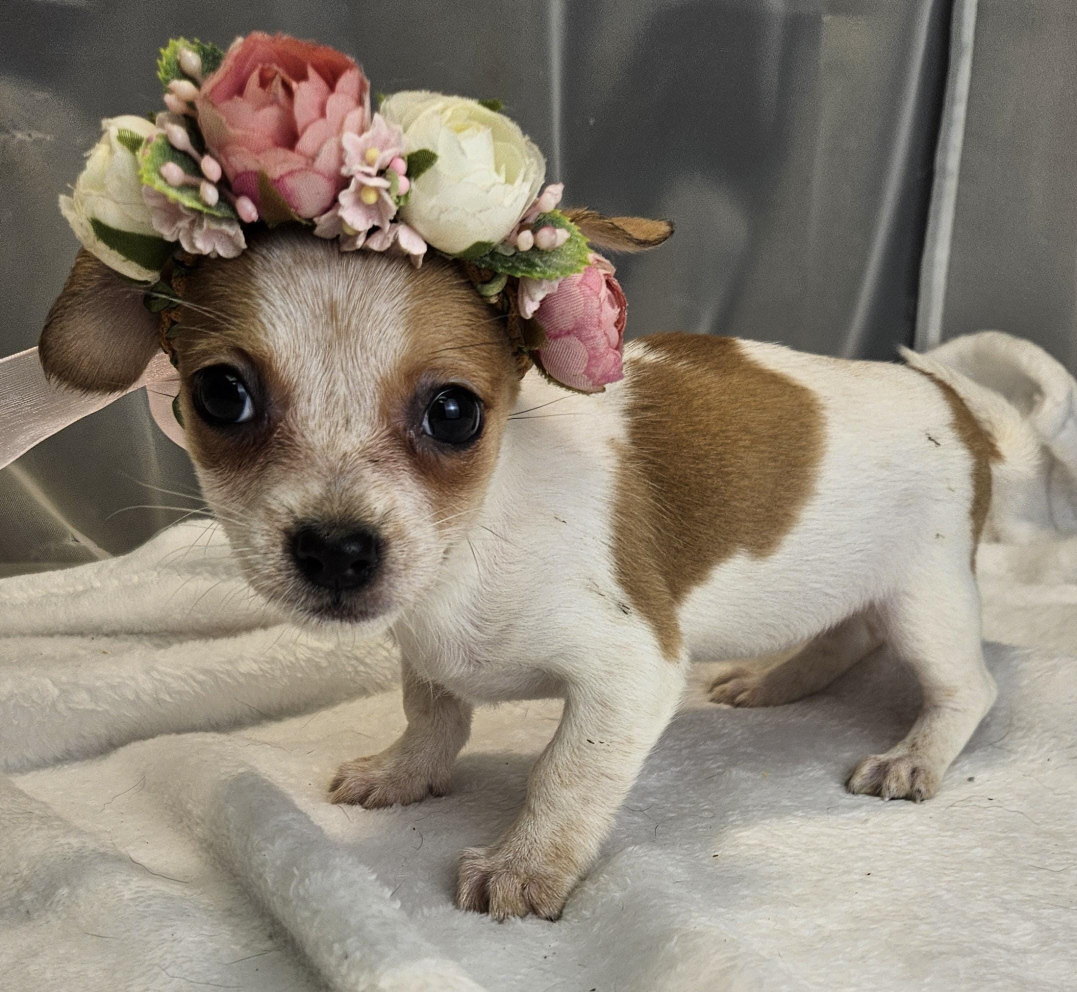 Adopt Regina Today - Find Paw Pal