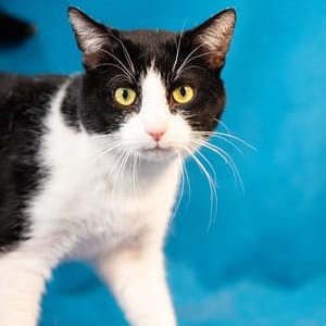 Adopt Kevin Today - Pets TheCountyOffice