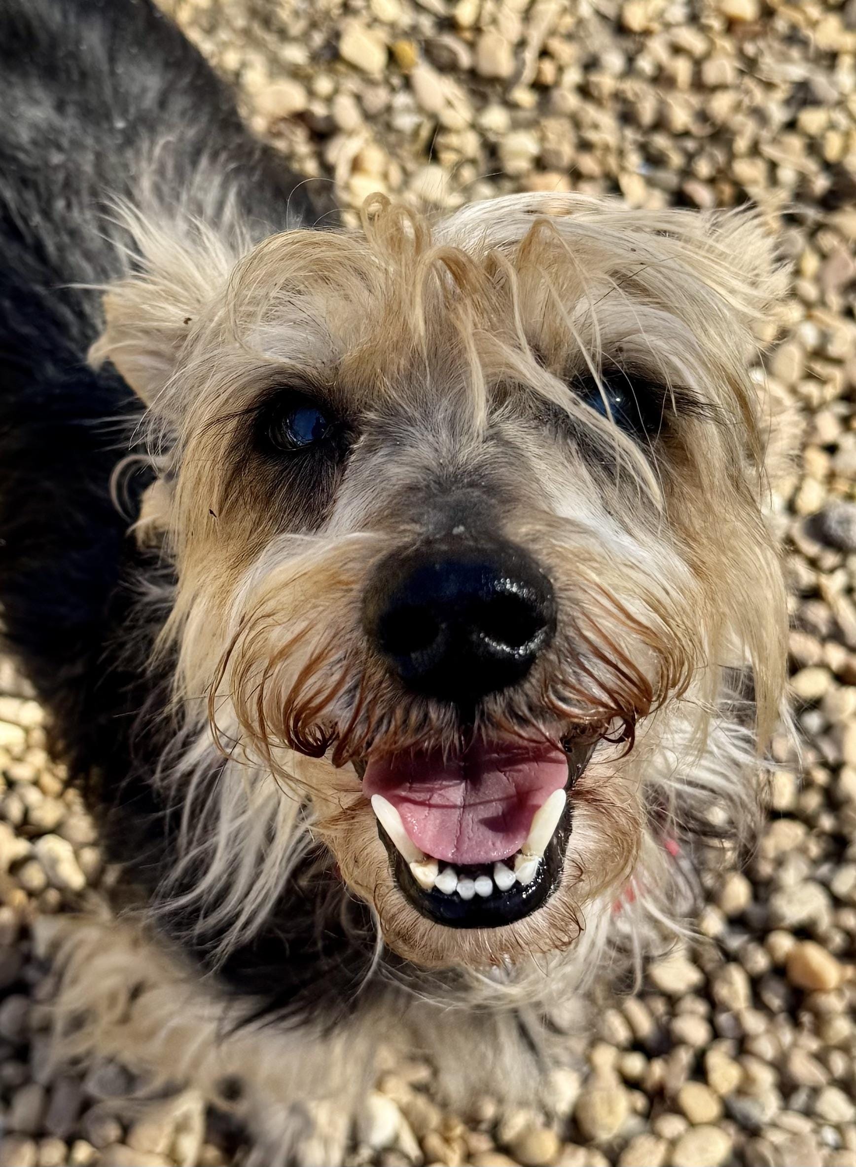 Adopt ARCHIE Today - Find Paw Pal