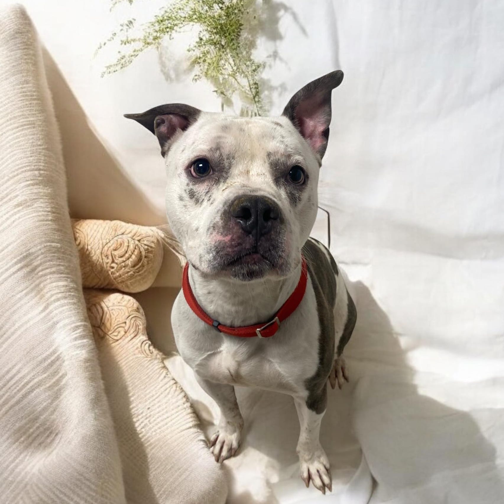 Adopt Capri Today - Find Paw Pal