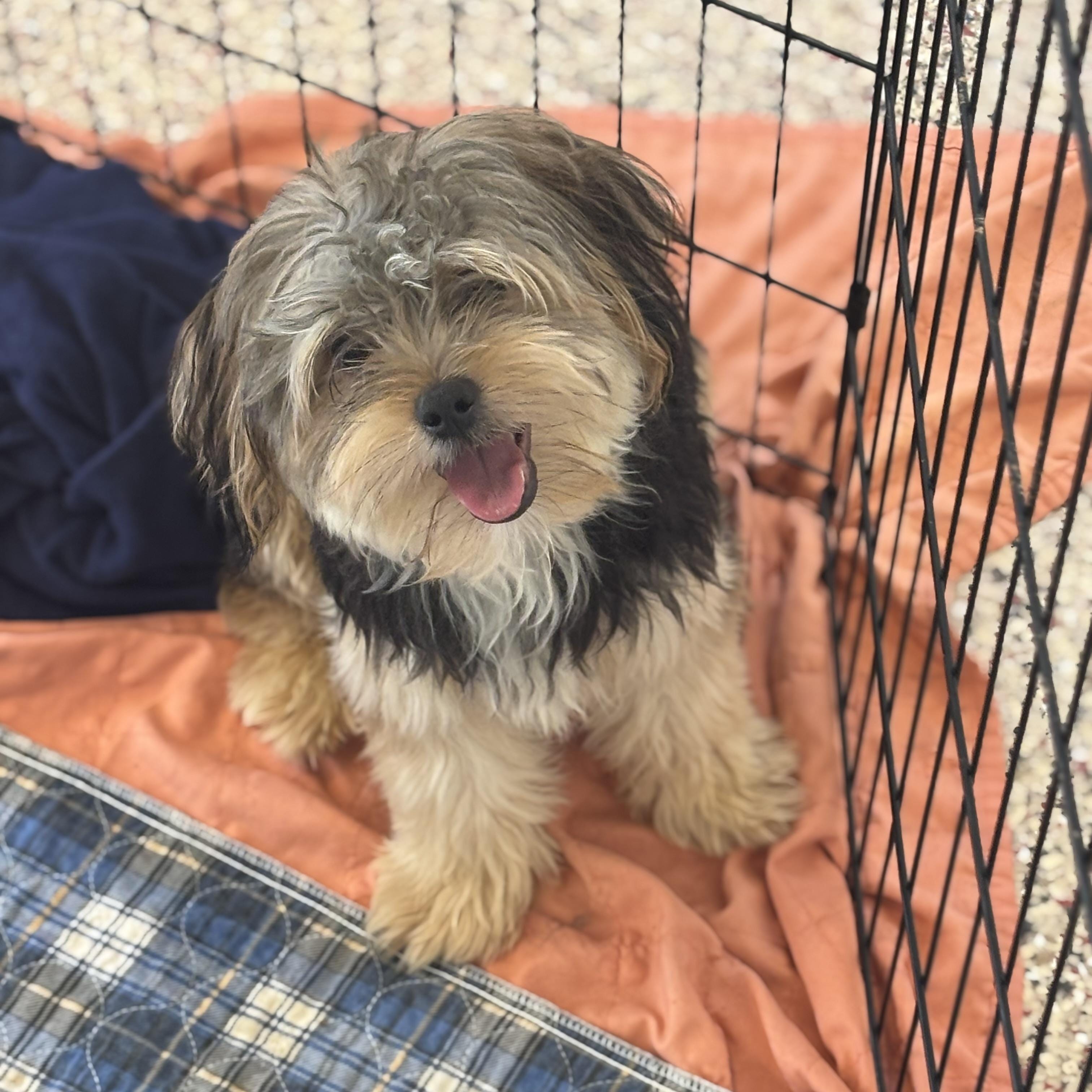 Adopt Bentley Today - Find Paw Pal