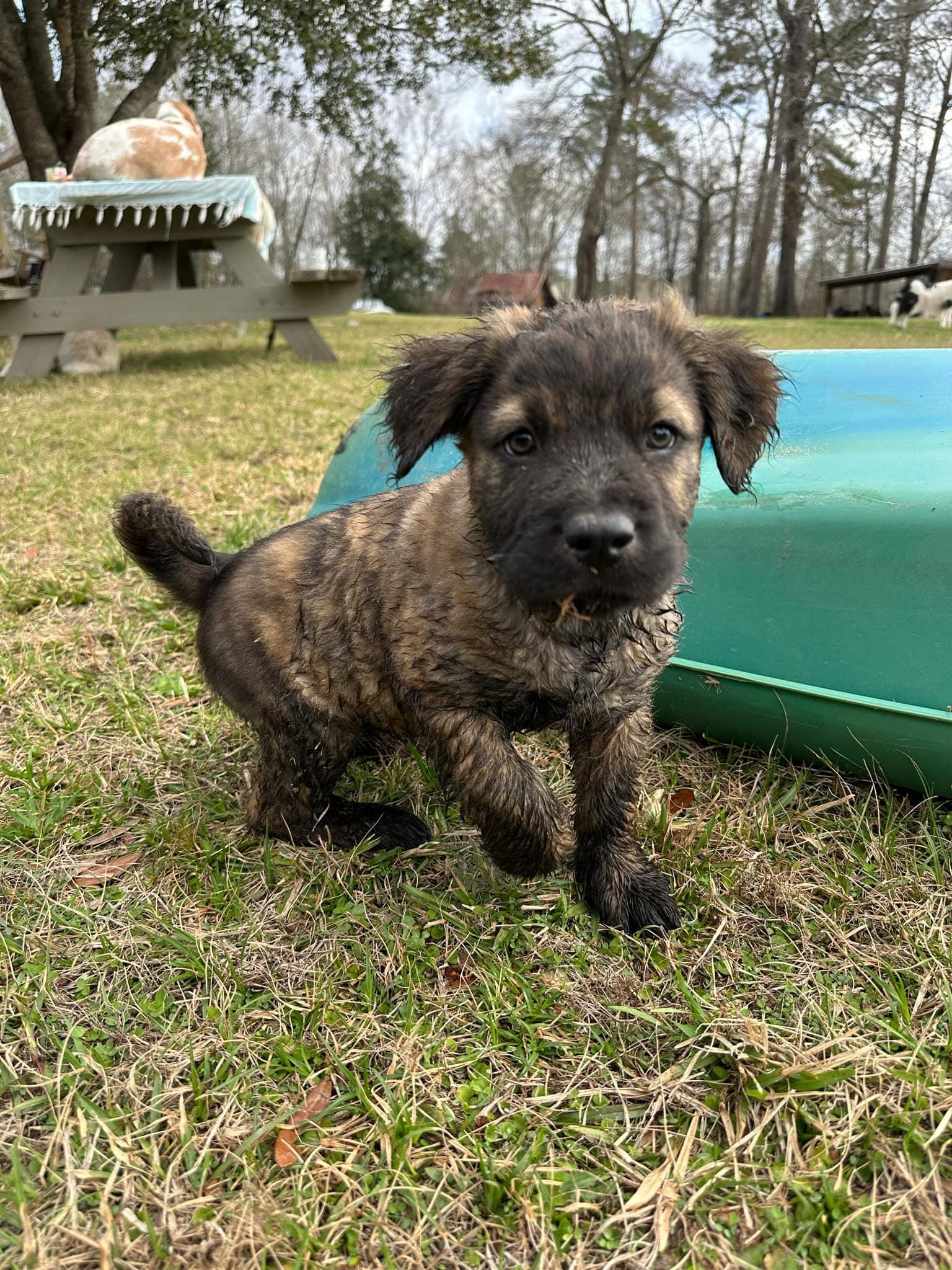 Adopt Rocky the fluffy brindle puppy Today - Find Paw Pal