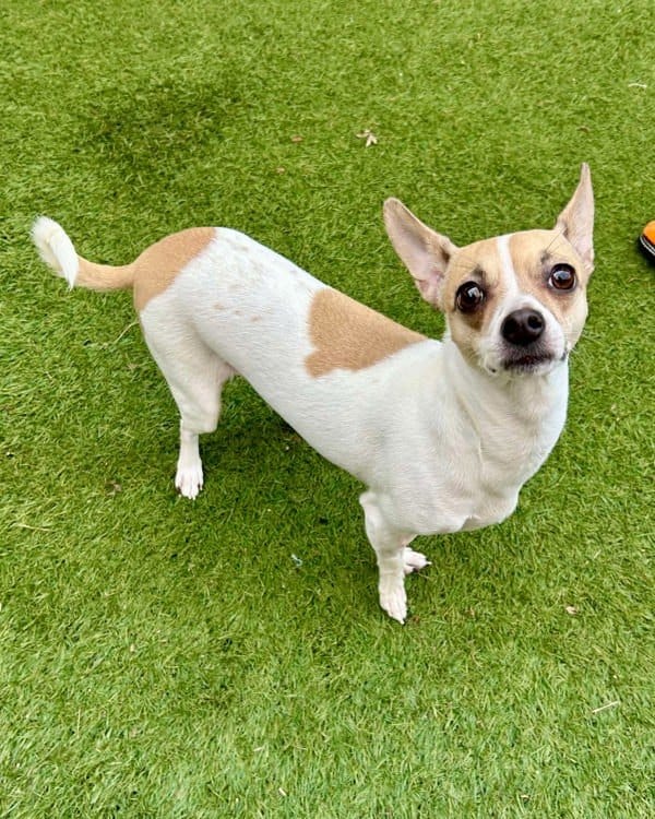 Adopt Honeydew Today - Pets TheCountyOffice