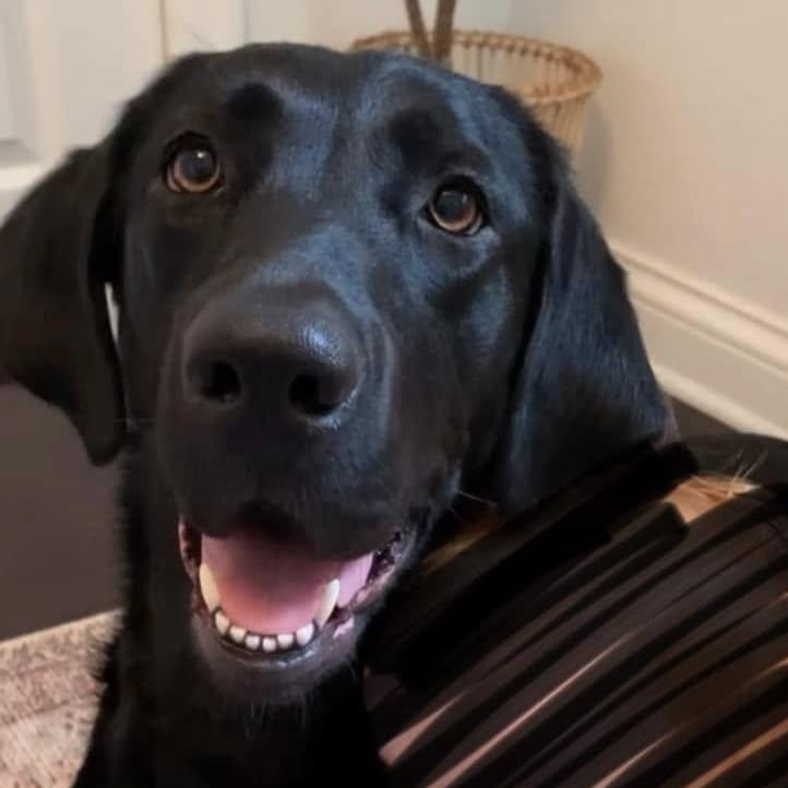 Adopt Ellie Today - Pets TheCountyOffice