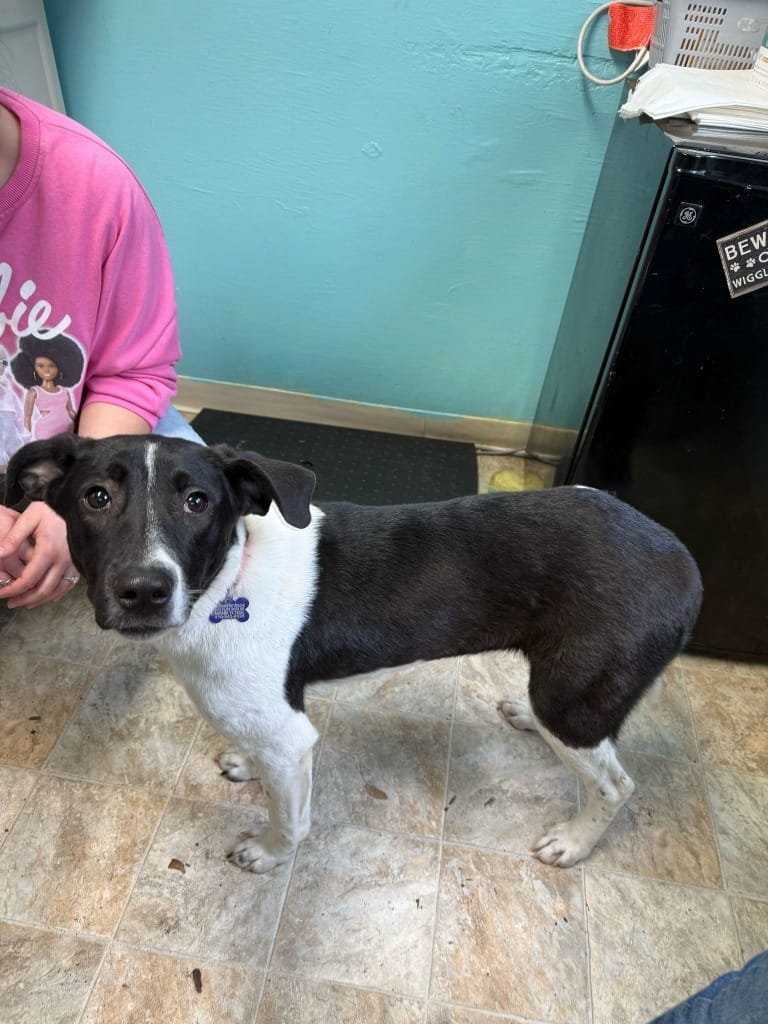 Adopt Sissy Today - Pets TheCountyOffice