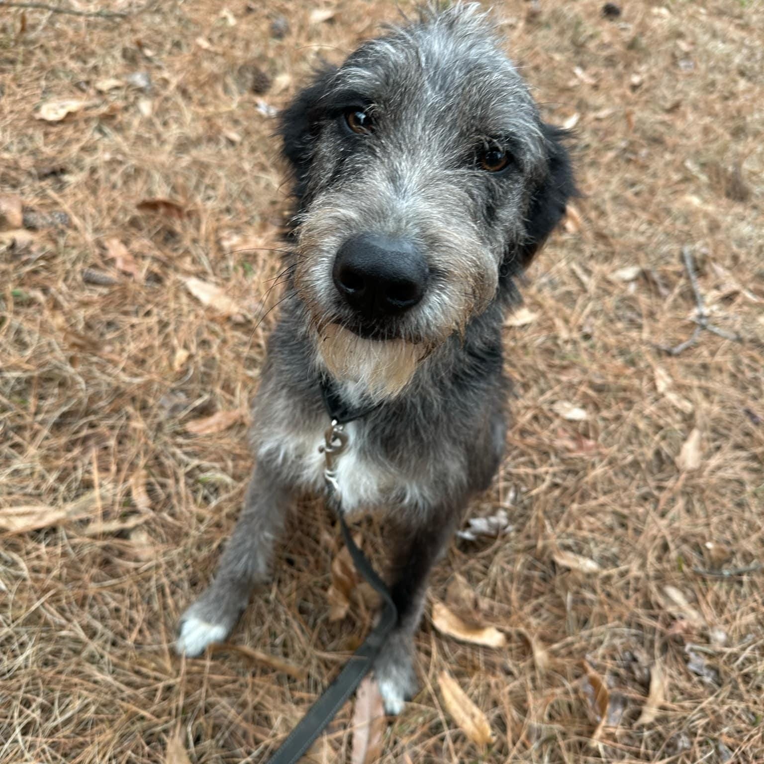 Adopt Harley Today - Find Paw Pal