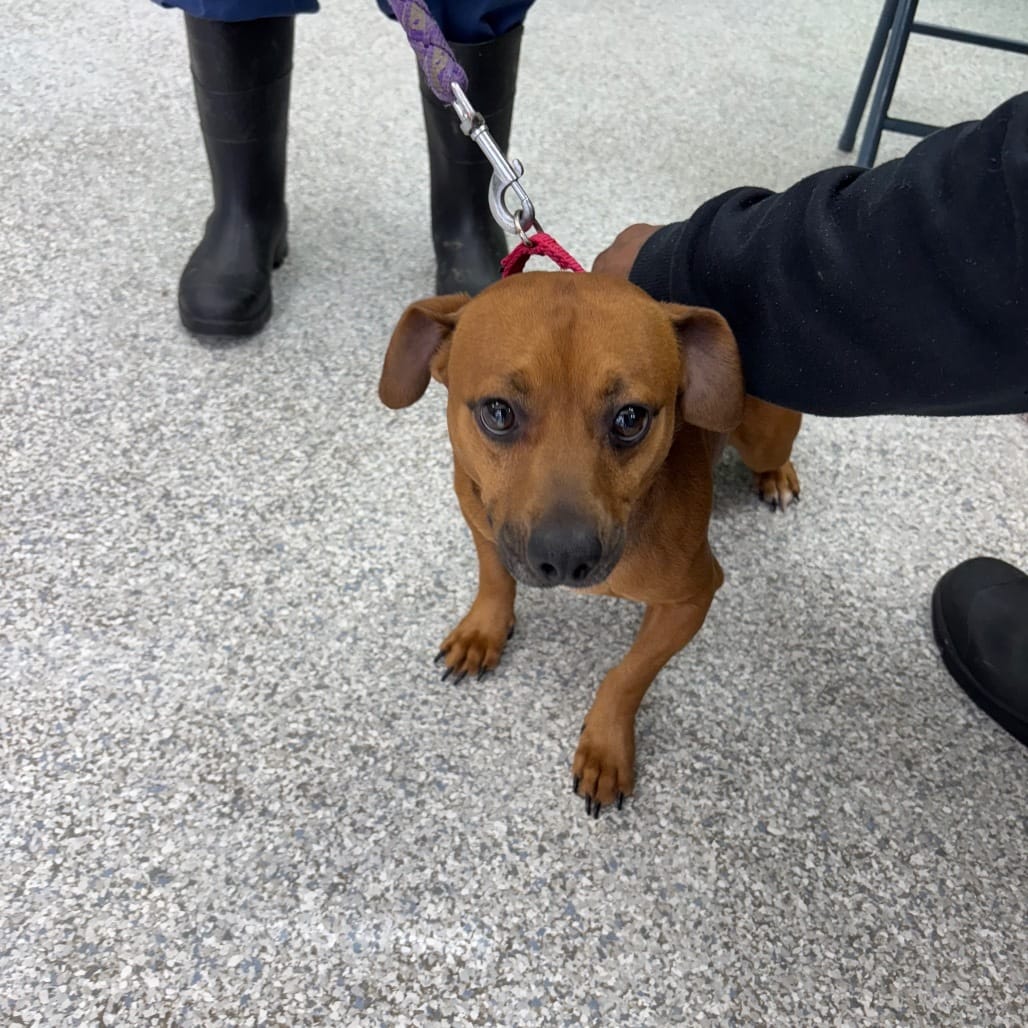 Adopt Rodey Today - Pets TheCountyOffice