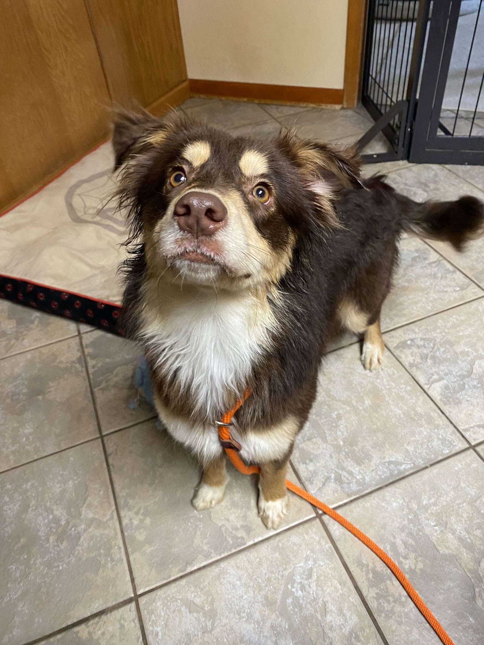 Adopt Poppy Today - Pets TheCountyOffice